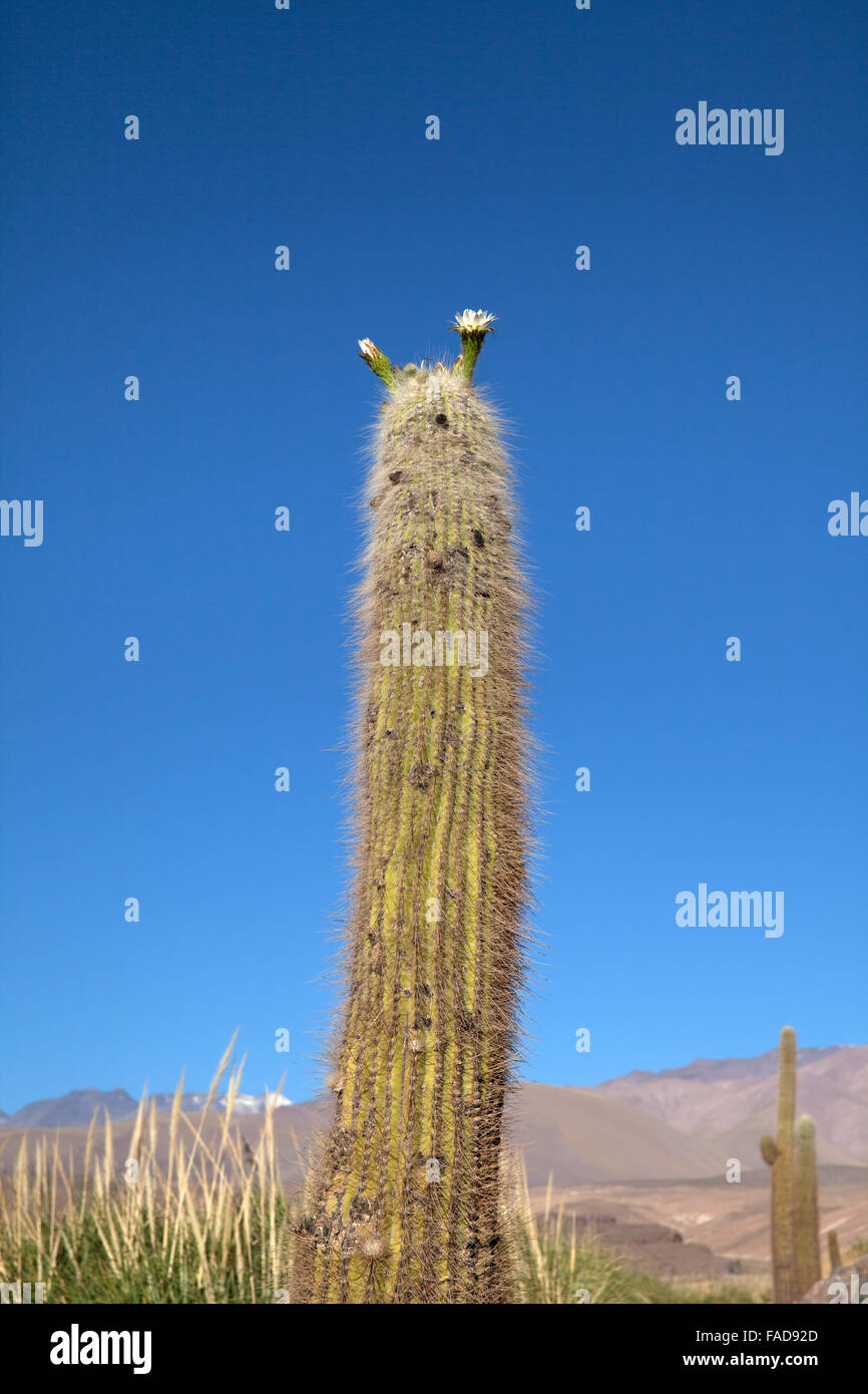 Giant cactus in a desert environment hi-res stock photography and ...