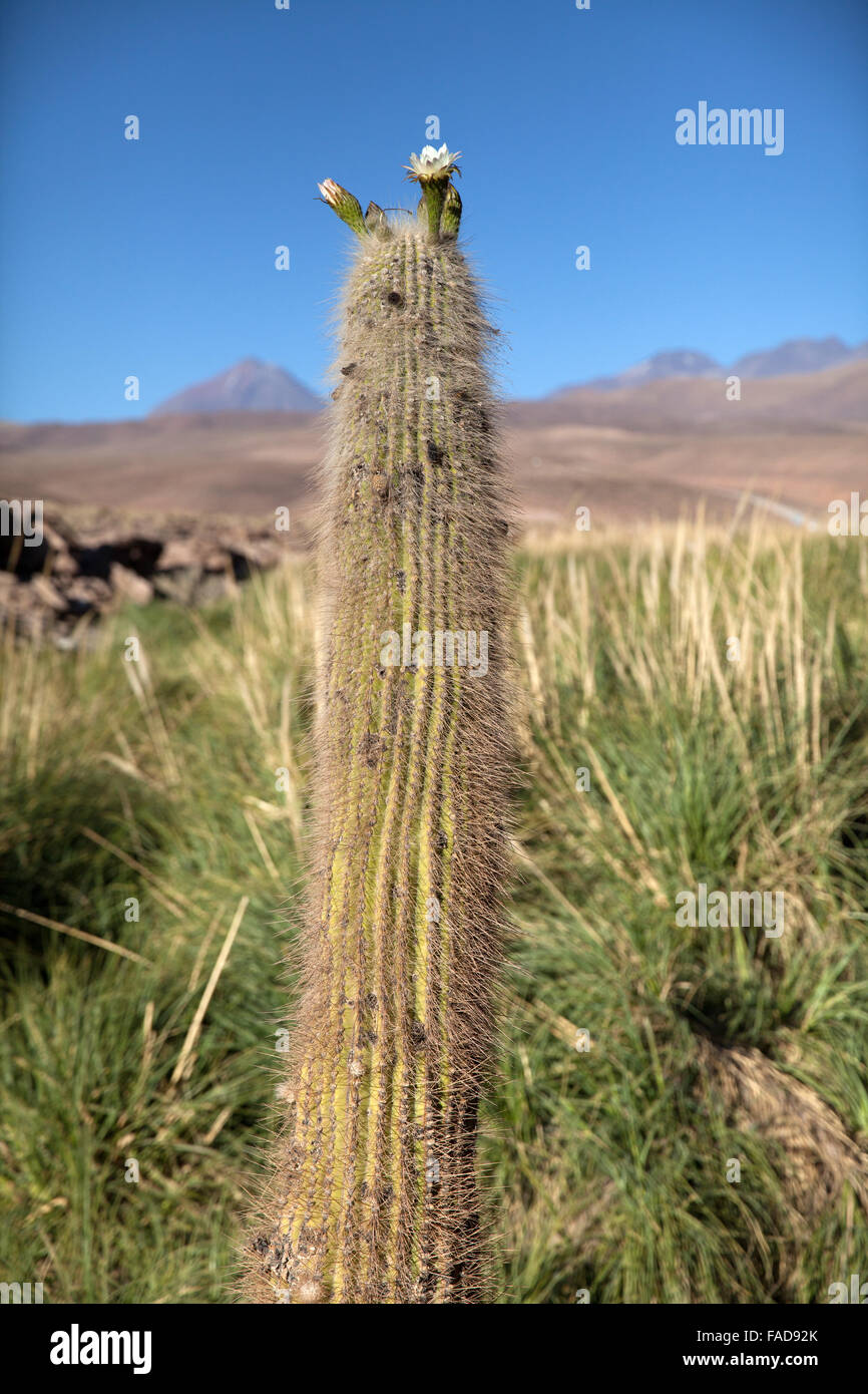 Cactus gorge atacama desert hi-res stock photography and images - Alamy