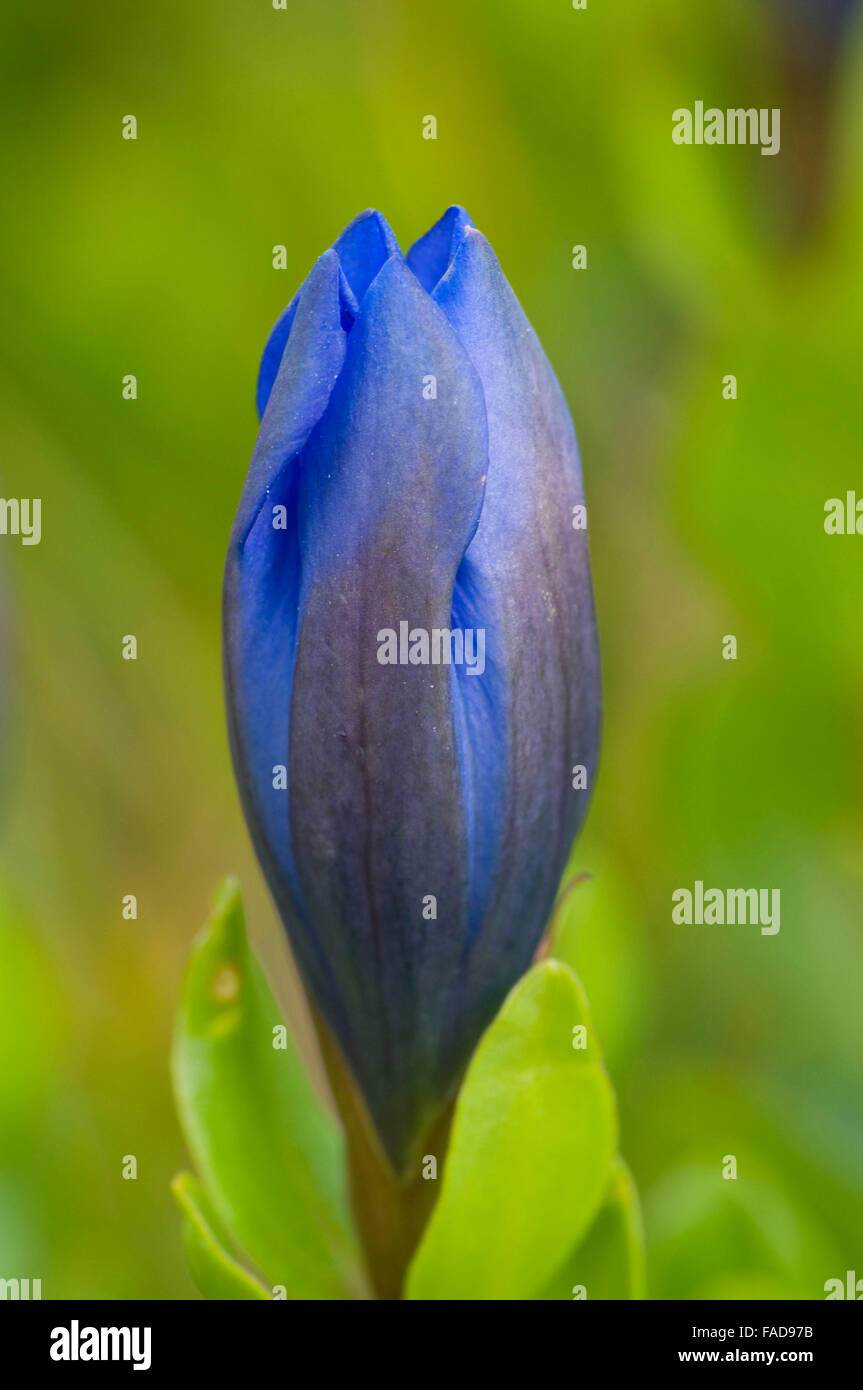 Gentian, Selway-Bitterroot Wilderness, Bitterroot National Forest ...