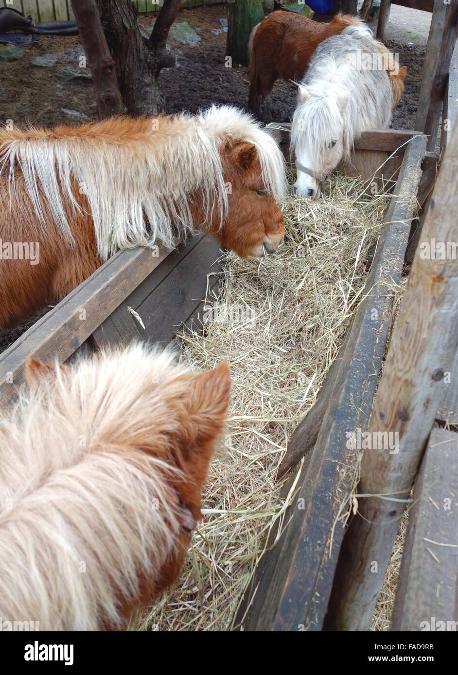 Ponies horse hi-res stock photography and images - Alamy