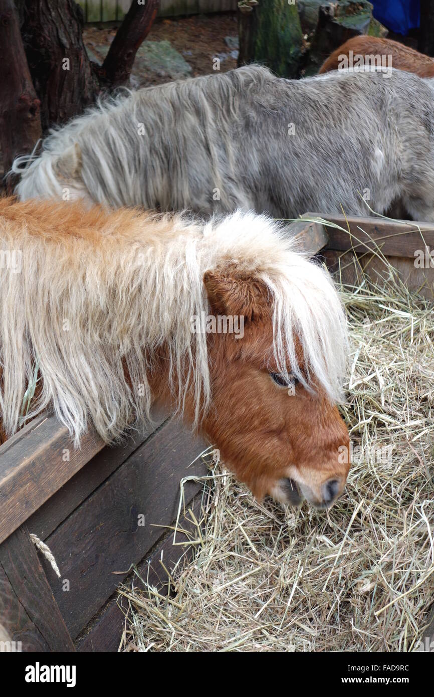 Ponies at a farm in Ontario, Canada Stock Photo - Alamy