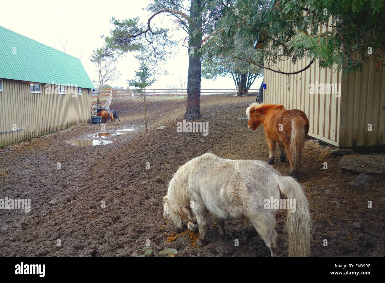 Kids and ponies hi-res stock photography and images - Alamy