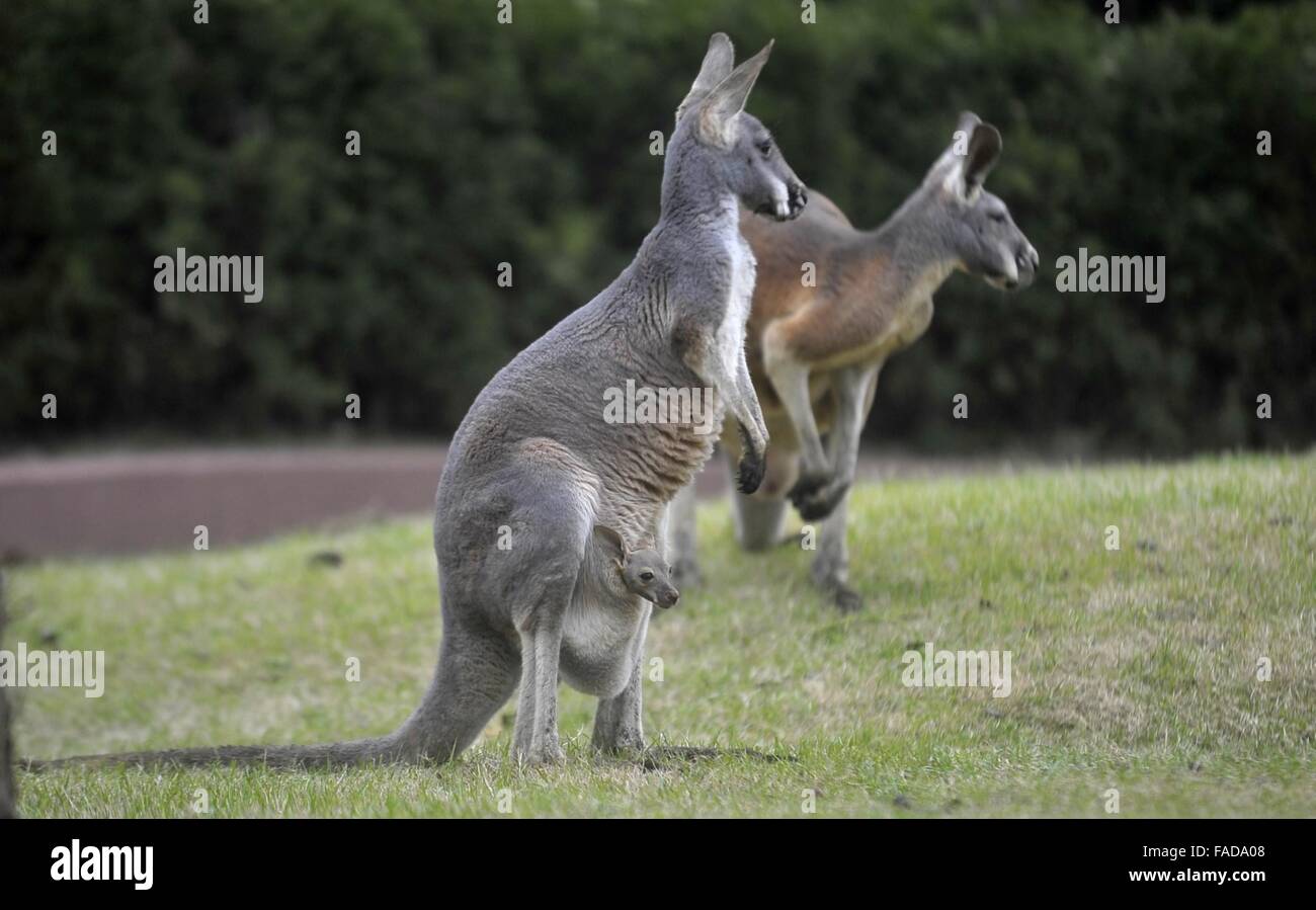 Yangzhou, China's Jiangsu Province. 27th Dec, 2015. A baby kangaroo and ...