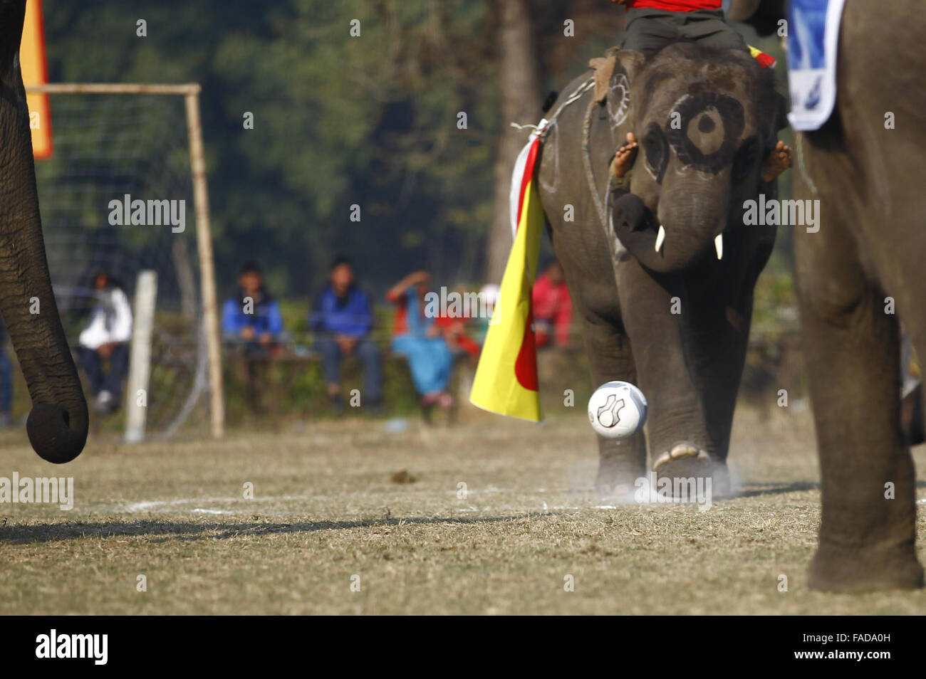 Nepal elephant competition hi-res stock photography and images - Alamy