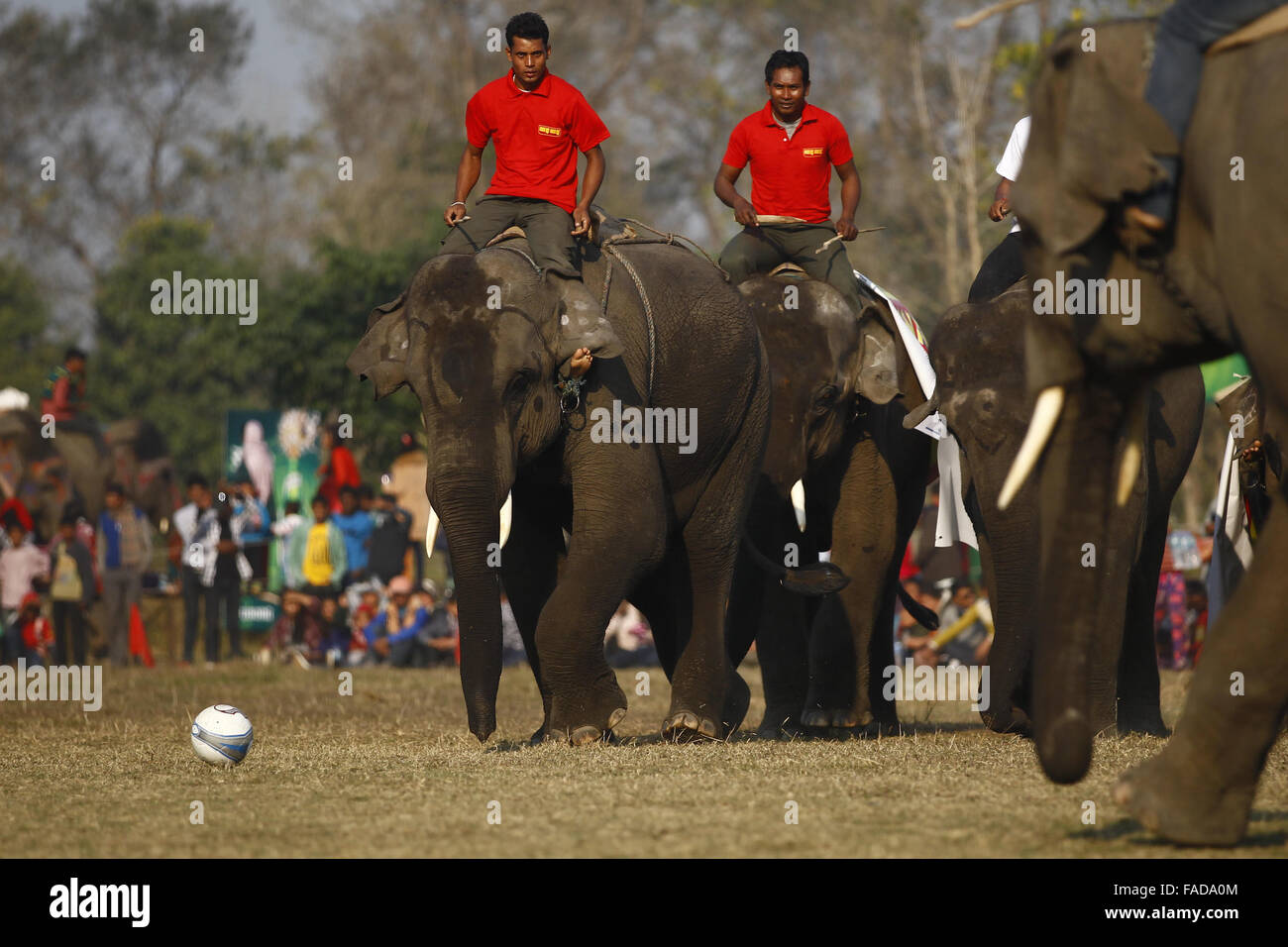 Nepal elephant competition hi-res stock photography and images - Alamy