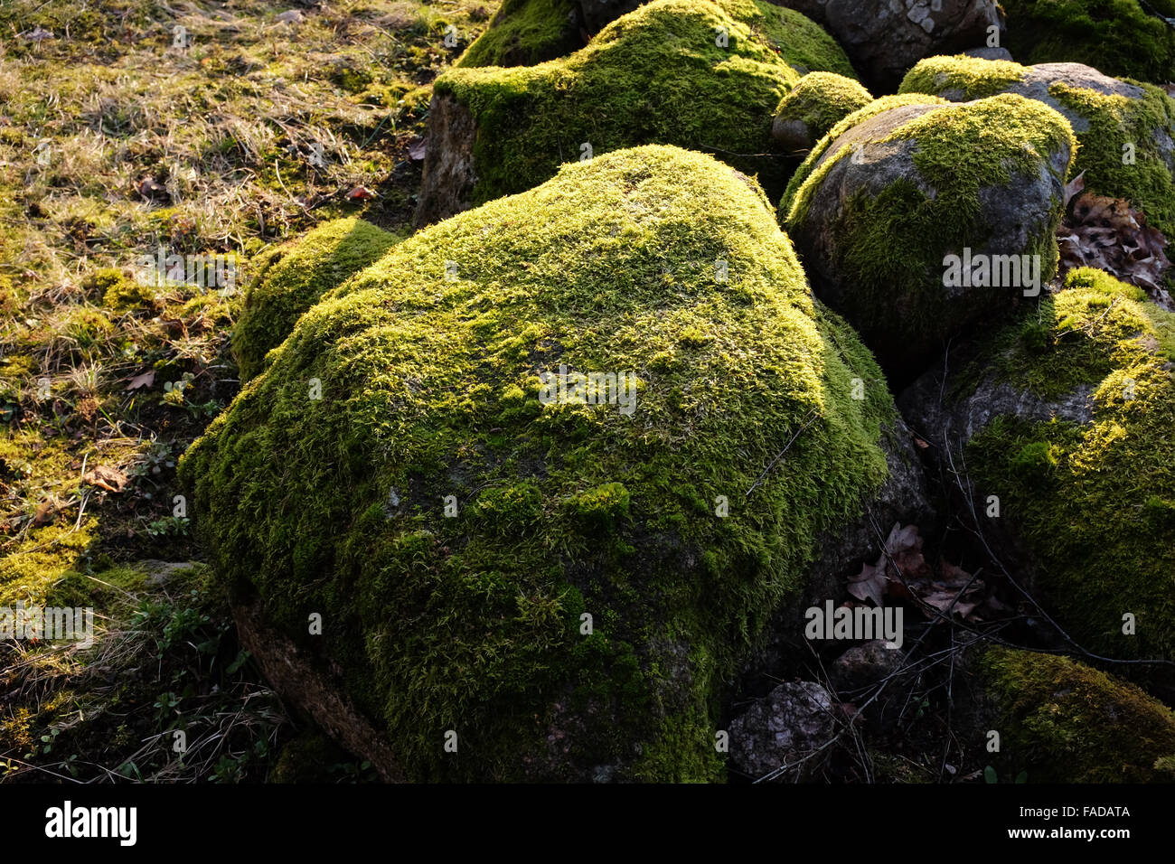 overgrown with moss stones in the garden Stock Photo - Alamy
