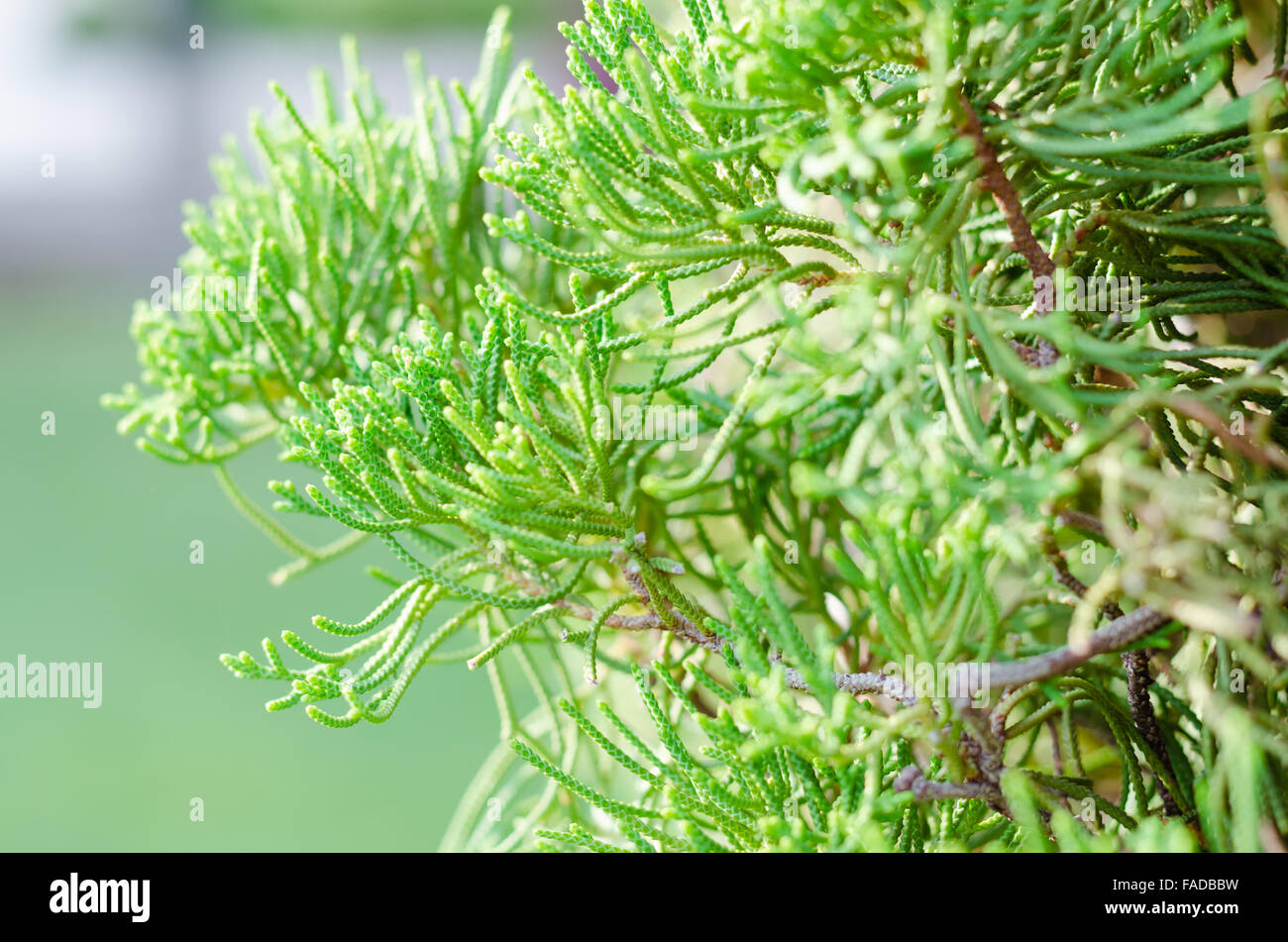 Juniper Tree In Winter Foggy Morning (soft focus background Stock Photo ...