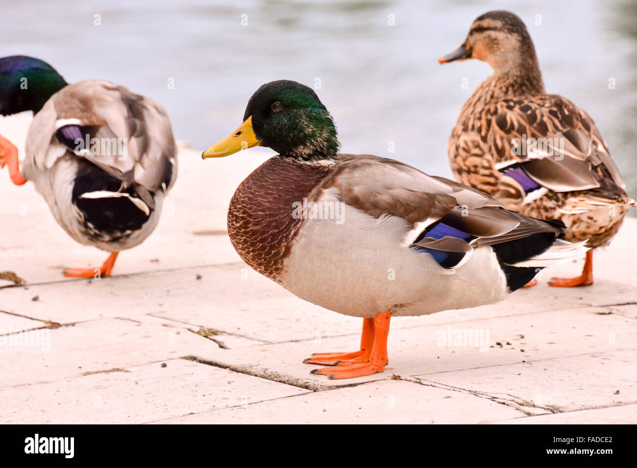 Water Bird Duck Stock Photo - Alamy