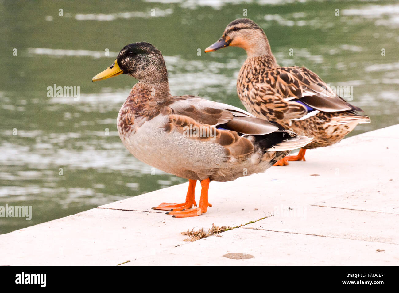 Water Bird Duck Stock Photo - Alamy