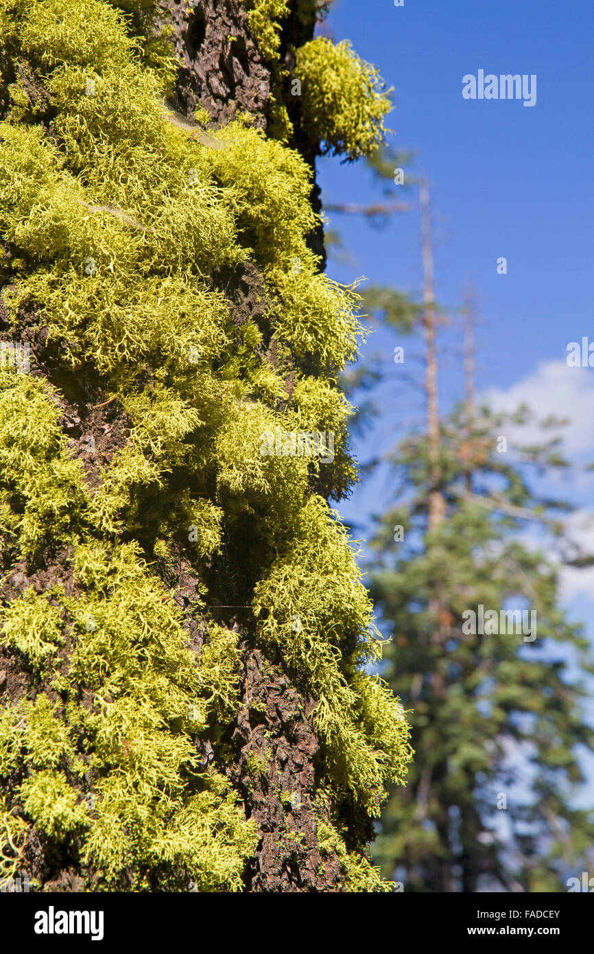 Thick lichen on a pine tree in Yosemite National Park Stock Photo - Alamy