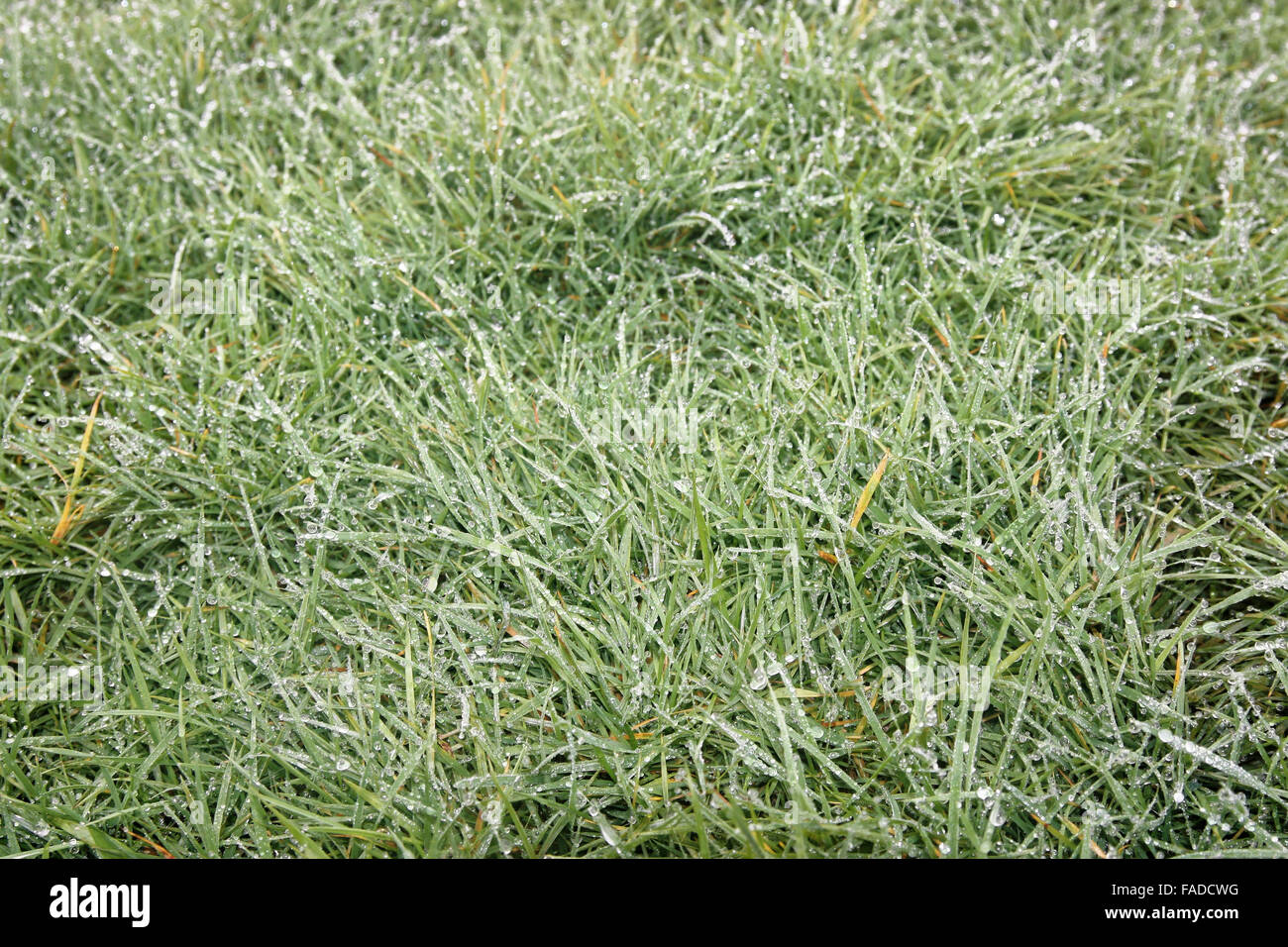 Cold winter morning dew on grass hi-res stock photography and images ...