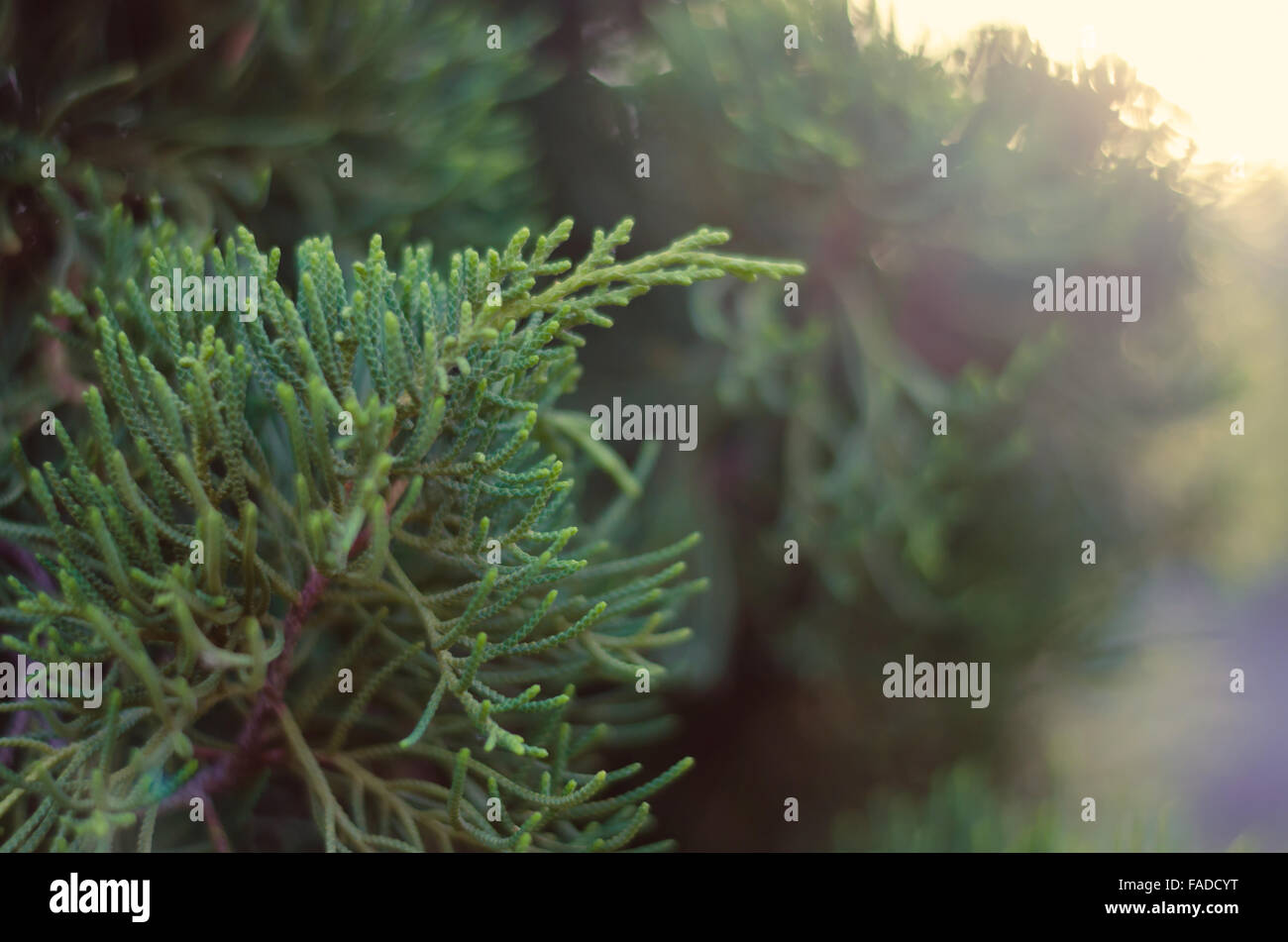 Juniper Tree In Winter Foggy Morning (soft focus background Stock Photo ...