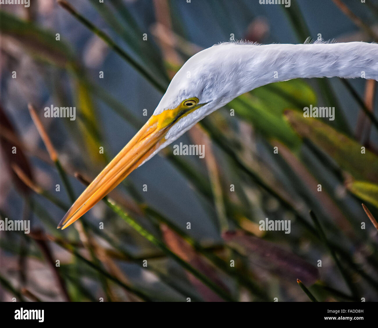 Delray Beach, Palm Beach County, USA. 30th Nov, 2015. A portrait of a ...