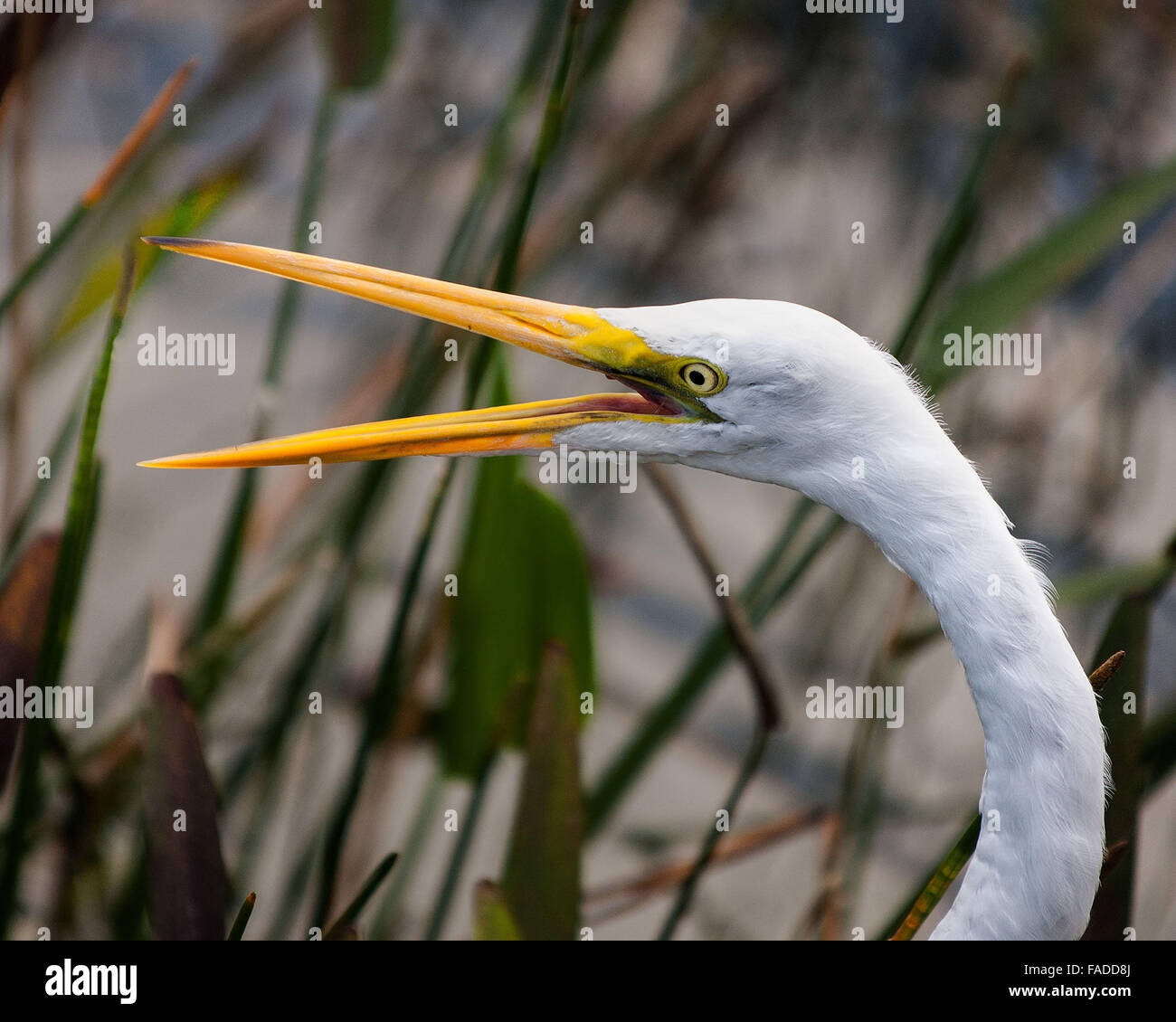 Delray Beach, Palm Beach County, USA. 30th Nov, 2015. A portrait of a ...