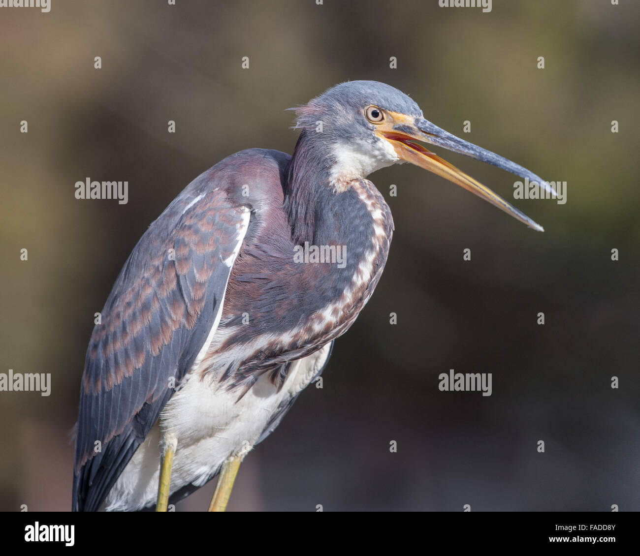 Delray Beach, Palm Beach County, USA. 30th Nov, 2015. A Tricolored ...