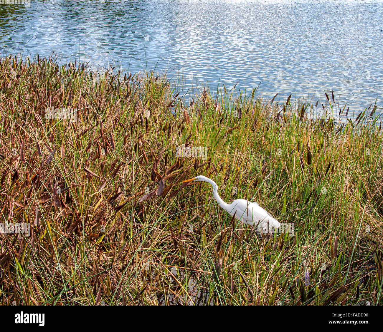 Delray Beach, Palm Beach County, USA. 30th Nov, 2015. A Great Egret ...