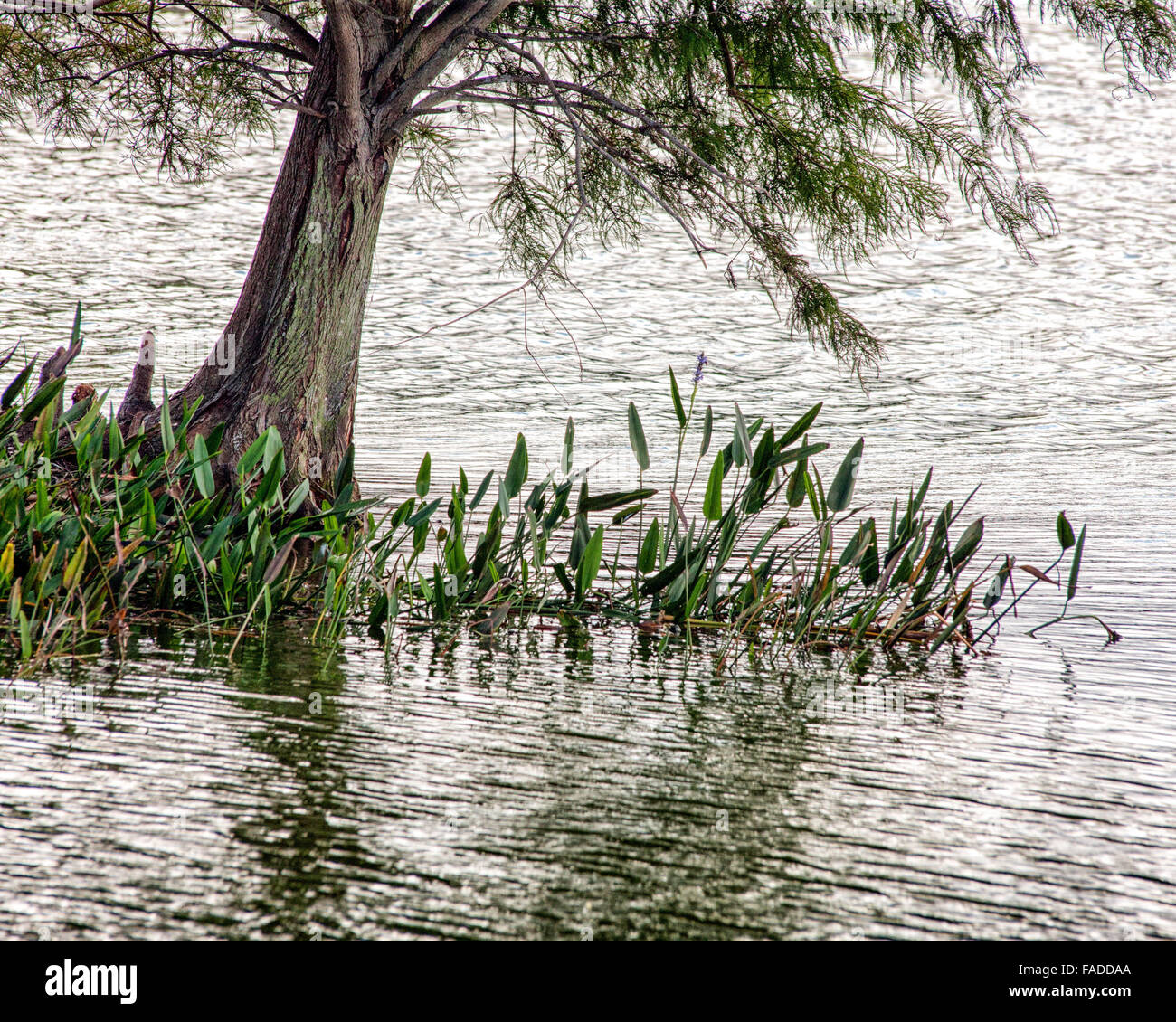 Delray Beach, Palm Beach County, USA. 30th Nov, 2015. Grasses and ...