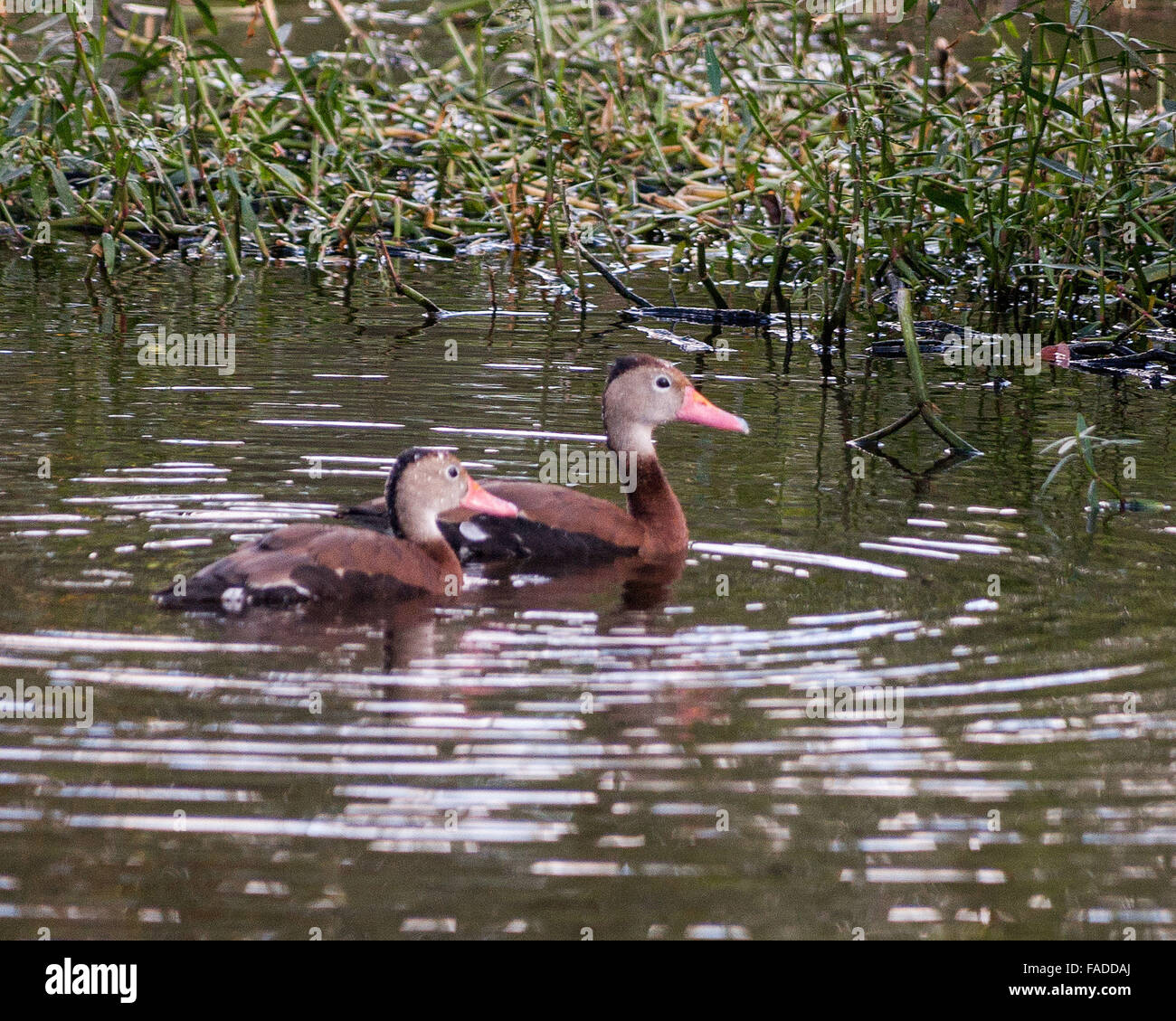 Delray Beach, Palm Beach County, USA. 30th Nov, 2015. A pair of black ...