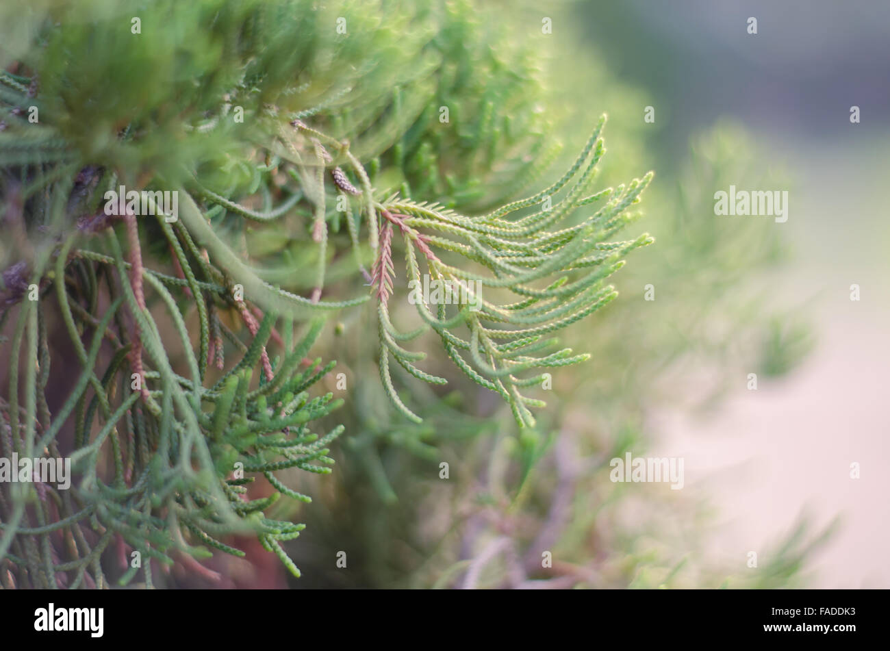 Juniper Tree In Winter Foggy Morning (soft focus background Stock Photo ...