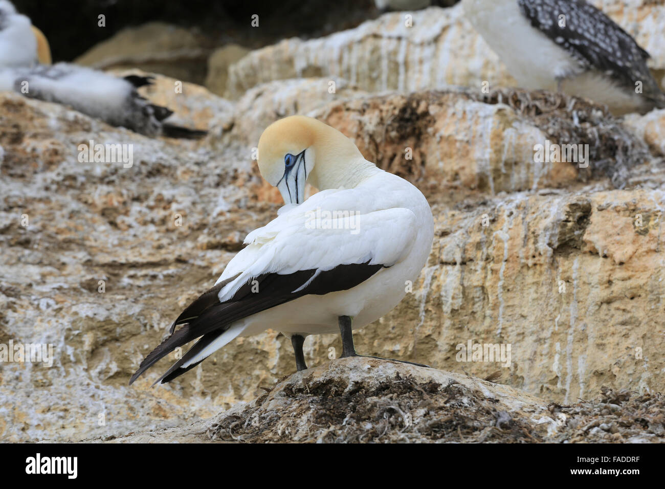 Adult Gannet bird preening its feathers at the Gannet bird colony at ...