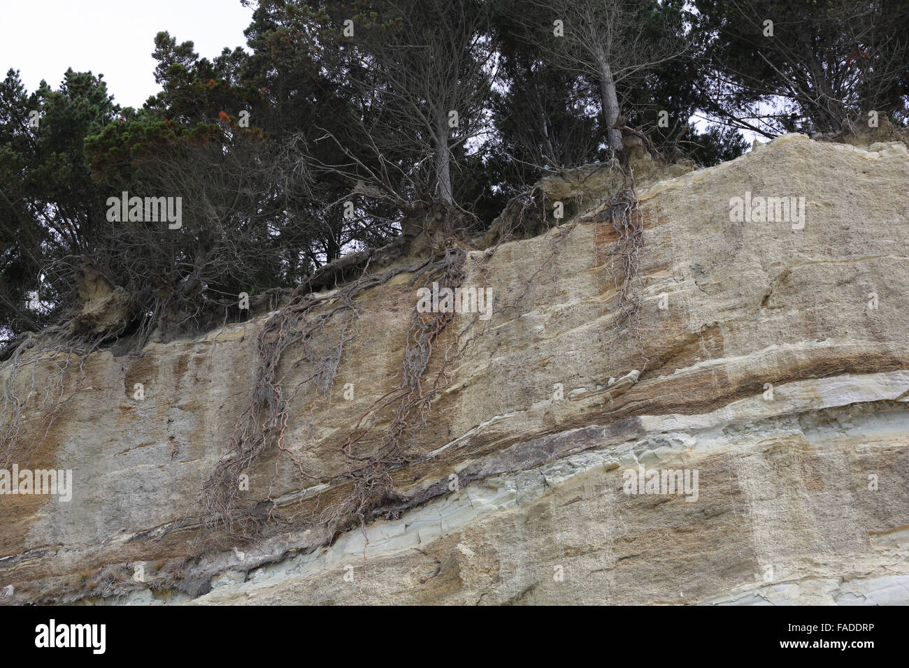 Erosion roots hi-res stock photography and images - Alamy