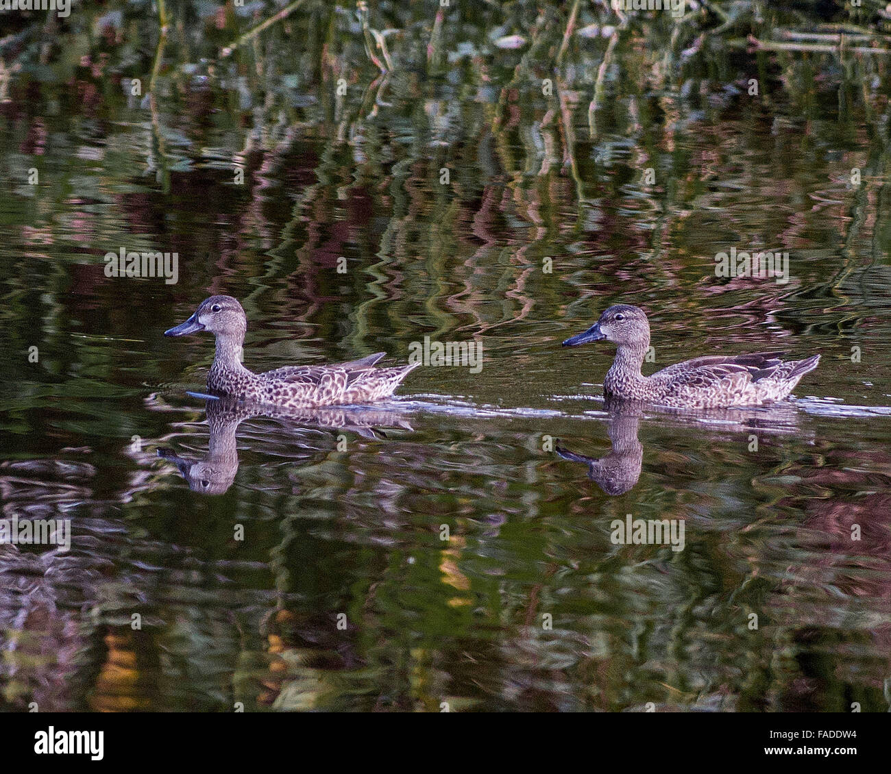 Mottled mallards hi-res stock photography and images - Alamy