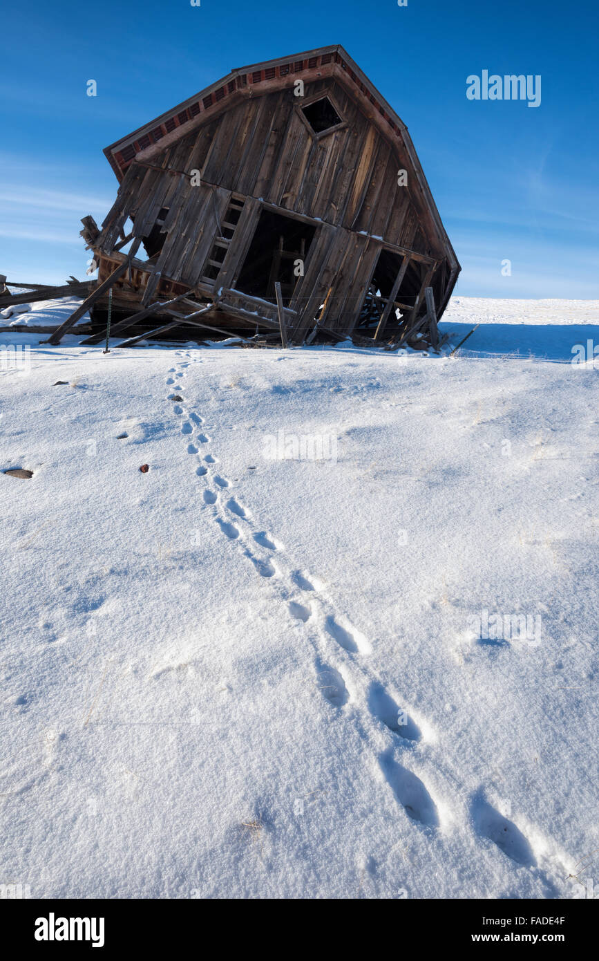 Animal tracks and old barn on Oregon's Zumwalt Prairie Stock Photo - Alamy