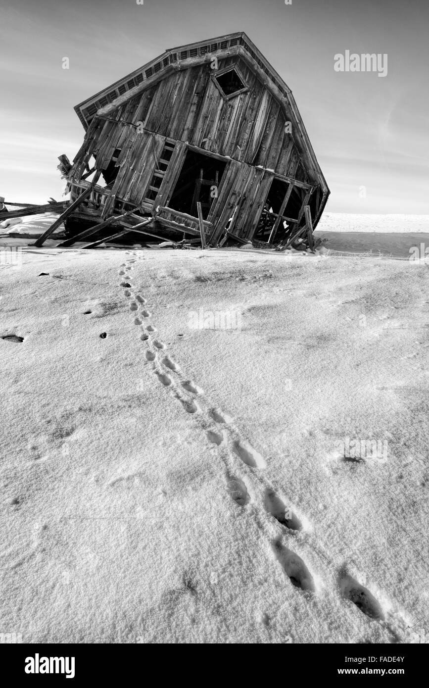 Animal tracks and old barn on Oregon's Zumwalt Prairie Stock Photo - Alamy