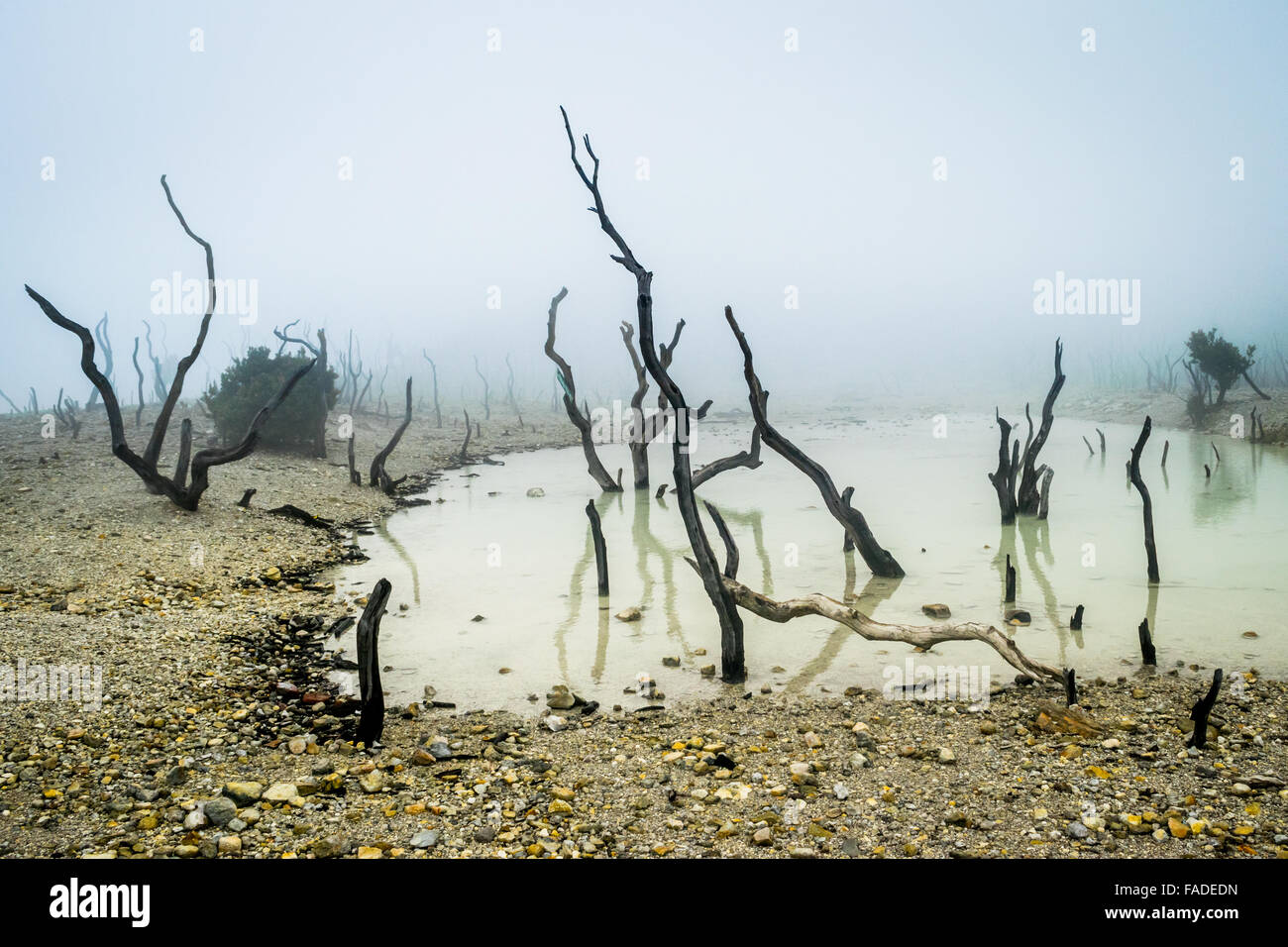Burned trees hi-res stock photography and images - Alamy