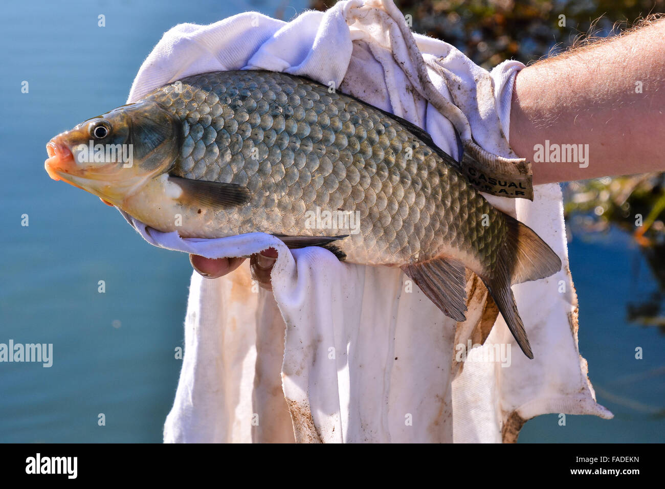 Fish Catched by a Fisherman Stock Photo - Alamy