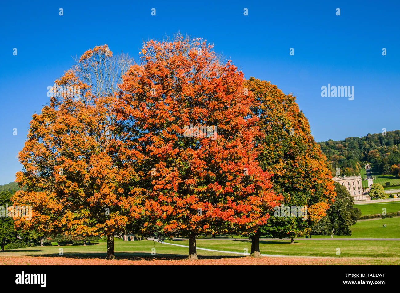 Stately home off Chatsworth Derbyshire in living Golden color Ray ...