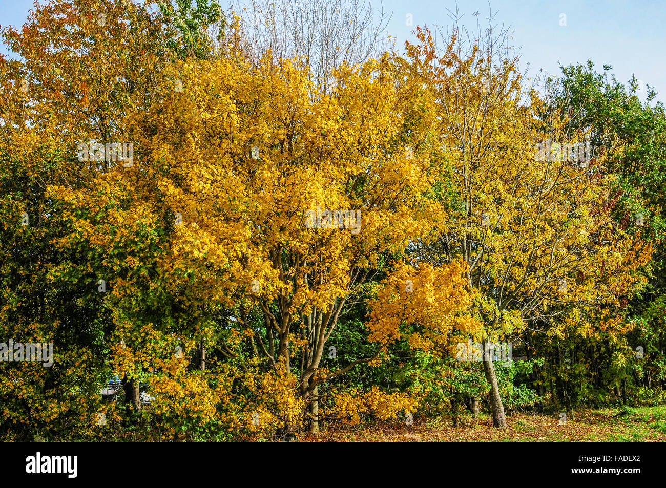 Yorkshire autumn walk hi-res stock photography and images - Alamy