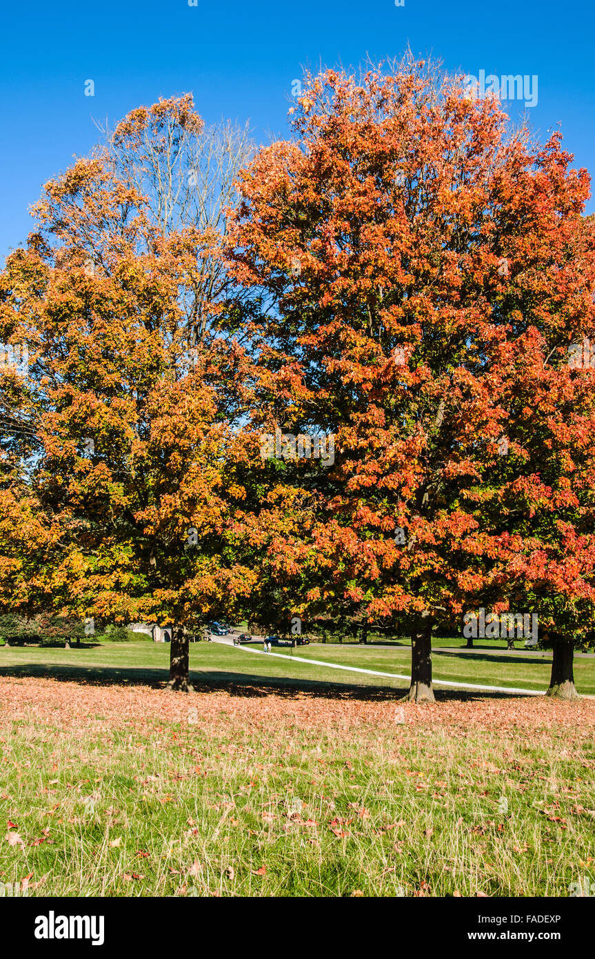 Autumn in the Chatsworth Estate Derbyshire color of the trees Ray ...