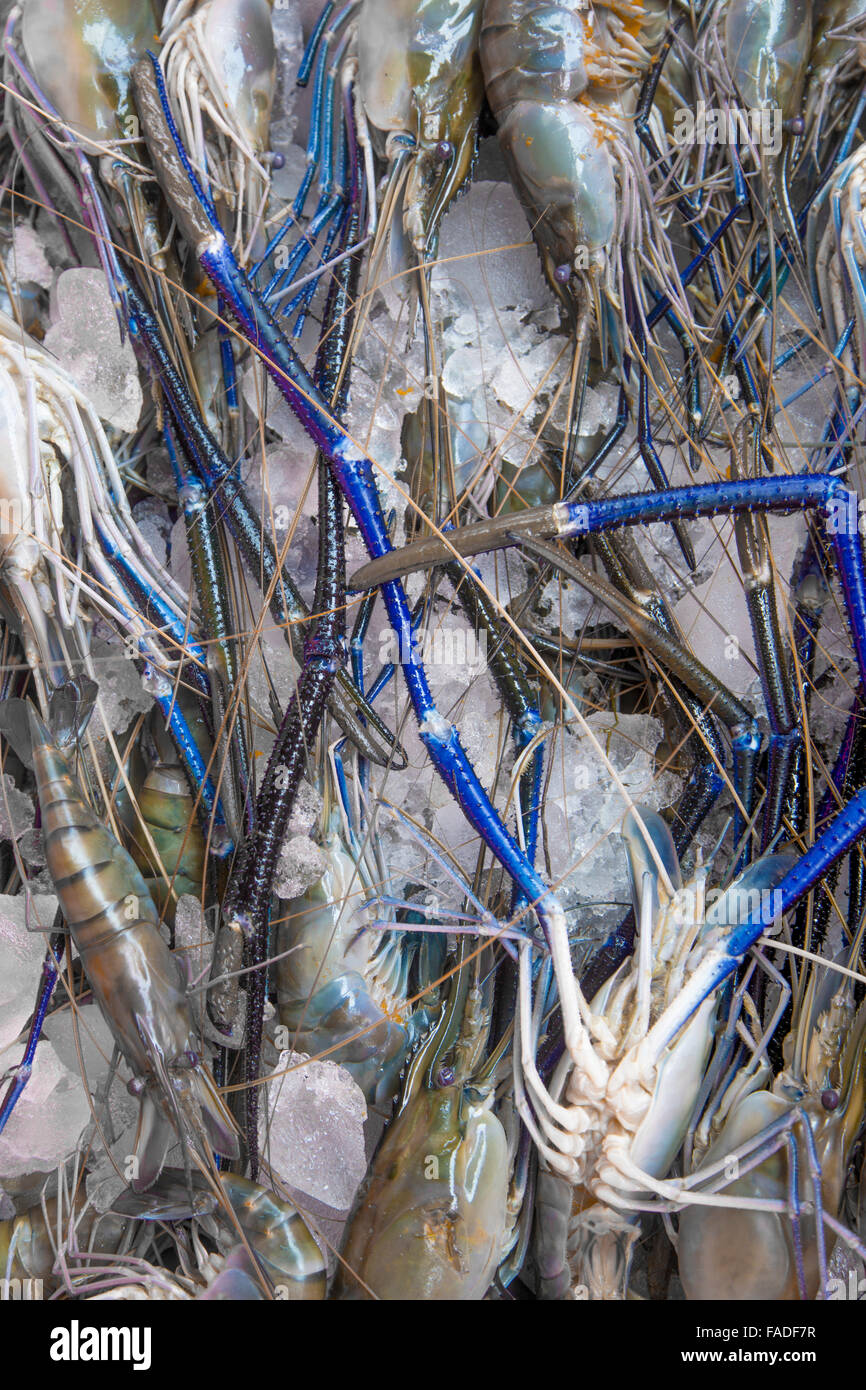 Blue legged Prawns from market in Kerala, India Stock Photo - Alamy