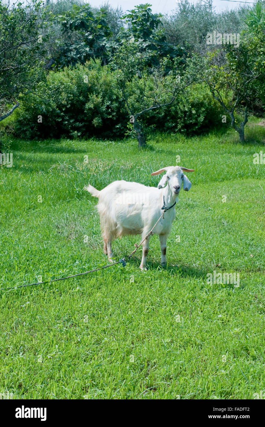 Goats on grass hi-res stock photography and images - Alamy
