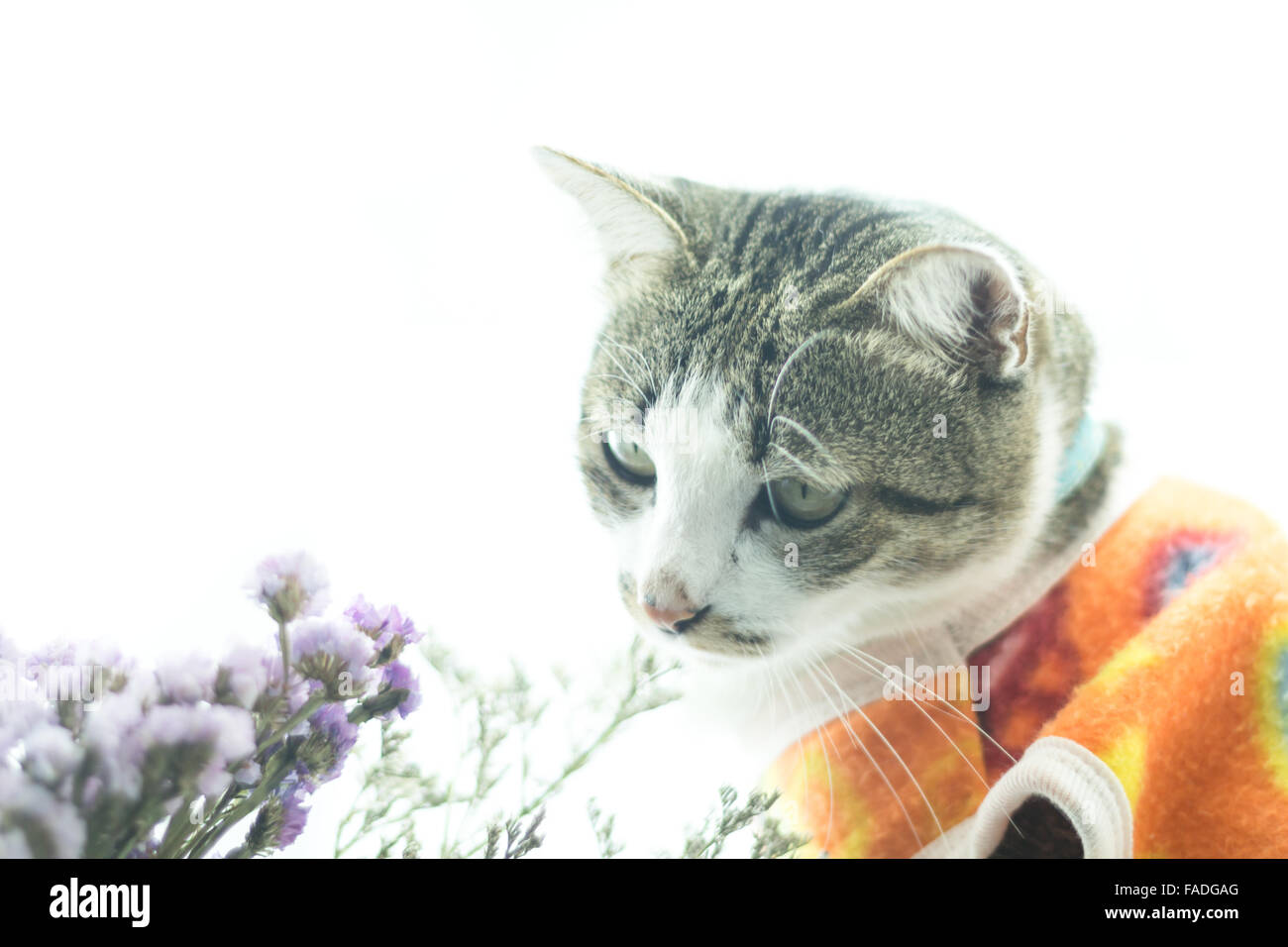 Cute siamese cat in the clothes on white background, stock photo Stock ...