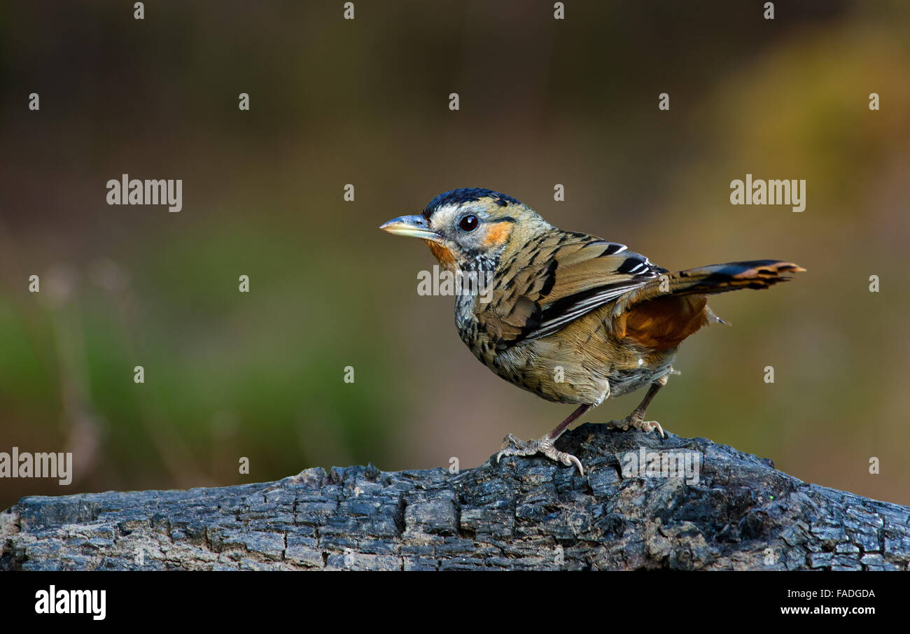 Colorful bird hi-res stock photography and images - Alamy