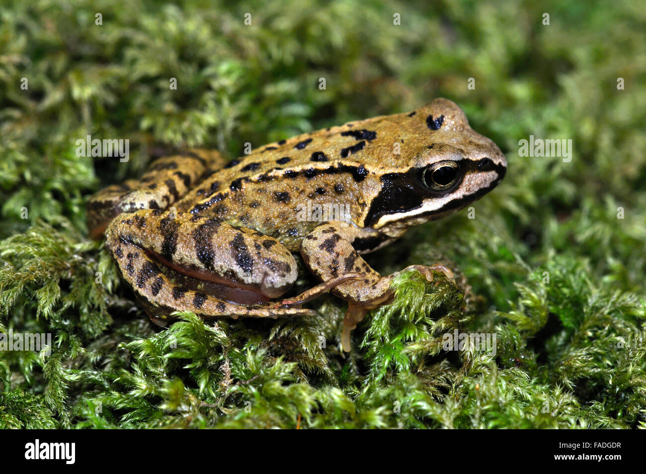 Portrait of common frog hi-res stock photography and images - Alamy