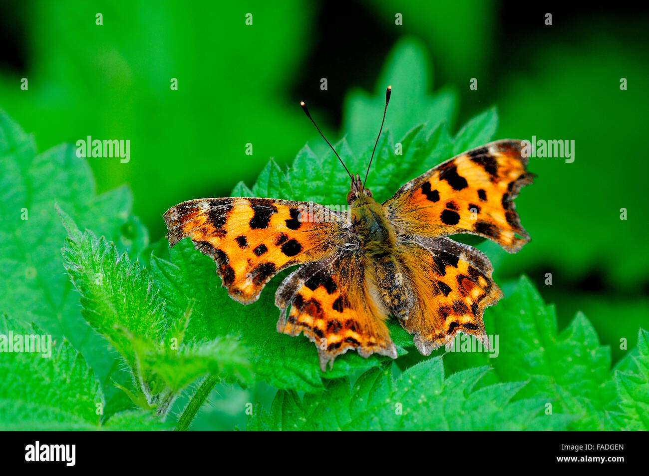 Comma Butterfly