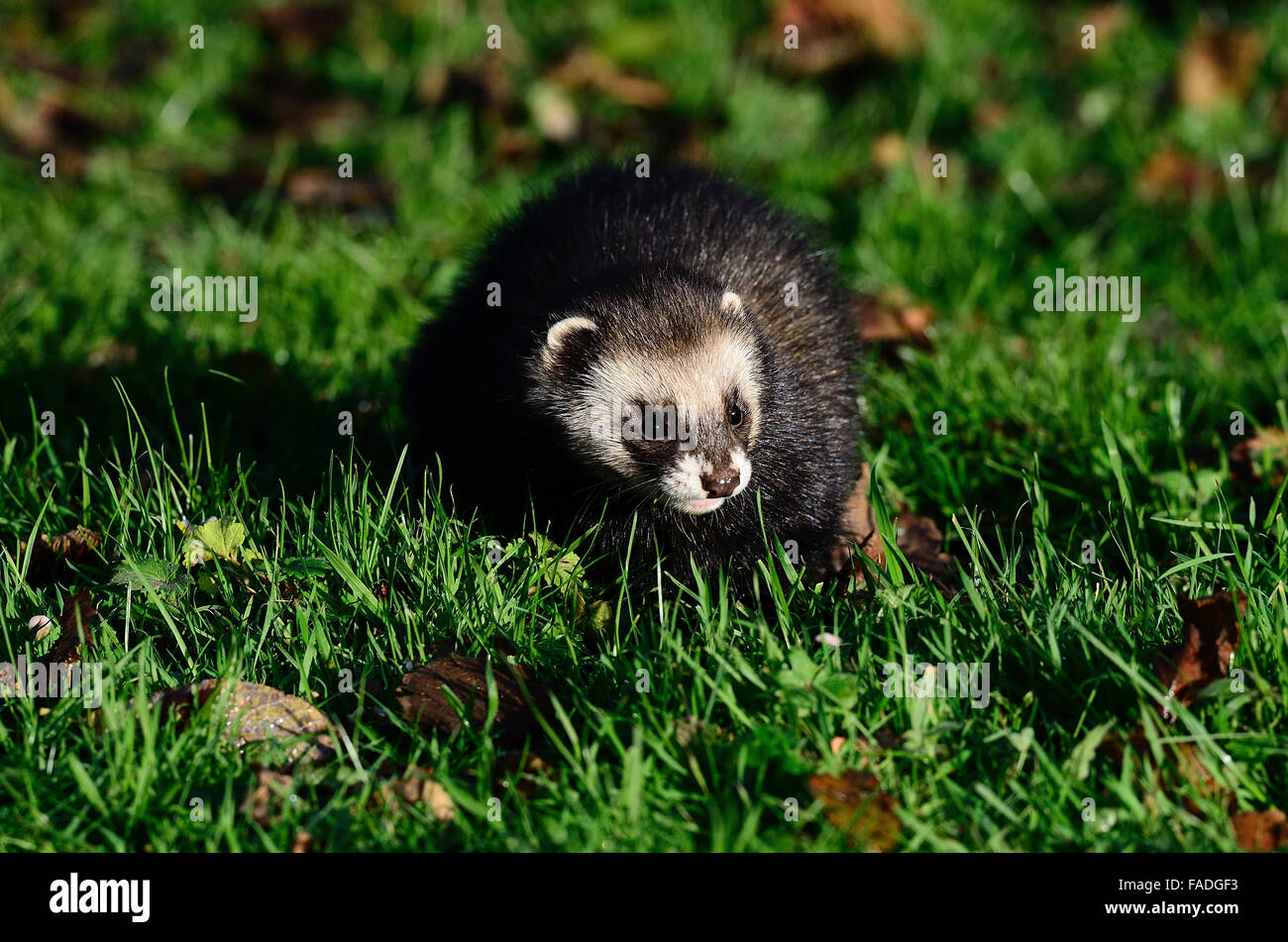 Polecat hunting along hedgerow Stock Photo - Alamy