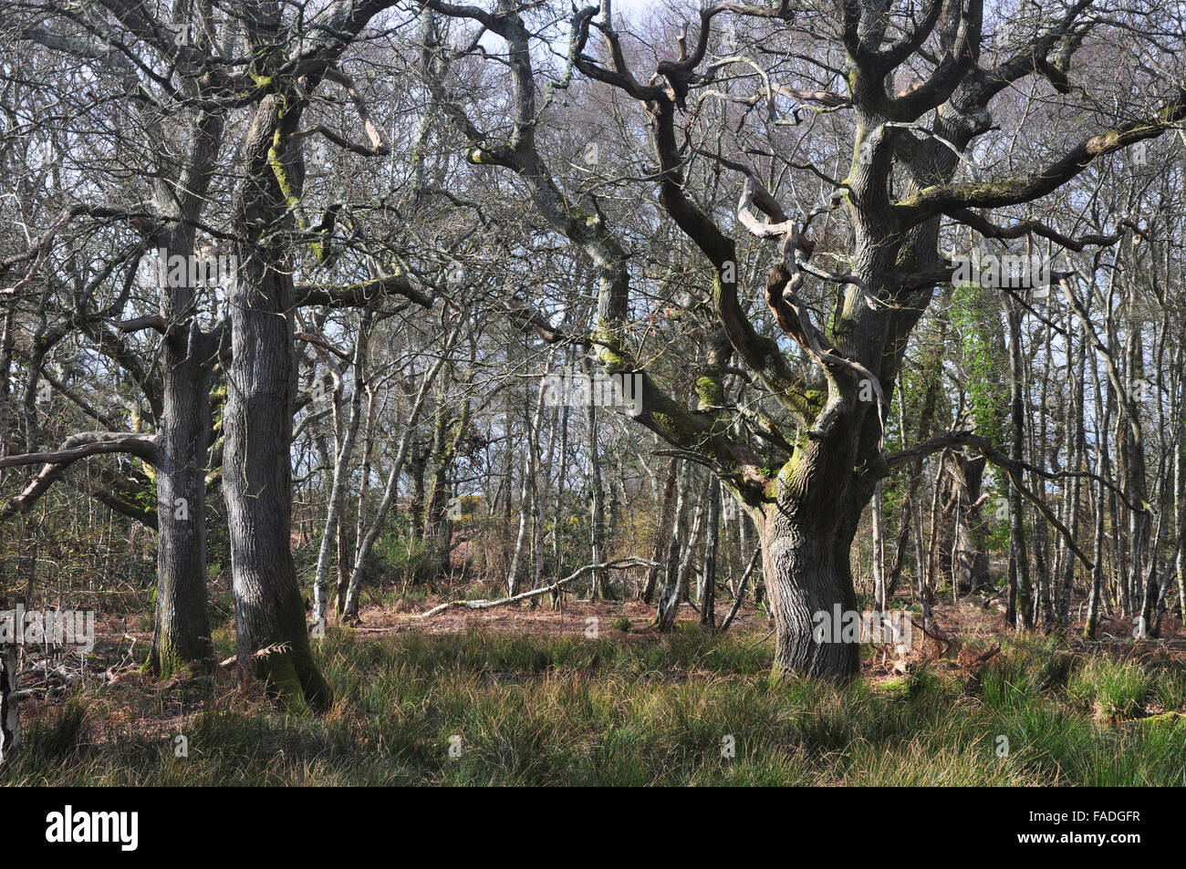 Arne RSPB nature reserve, Dorset Stock Photo - Alamy
