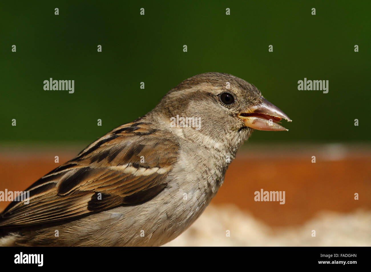 Female House Sparrow (Passer domesticus Stock Photo - Alamy