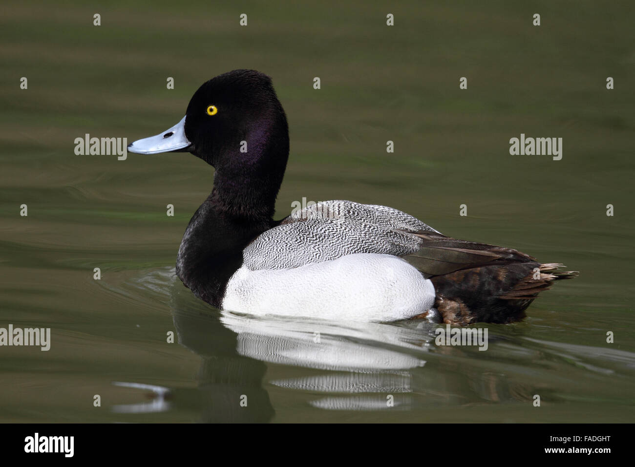 Lesser Scaup (Aythya affinis Stock Photo - Alamy