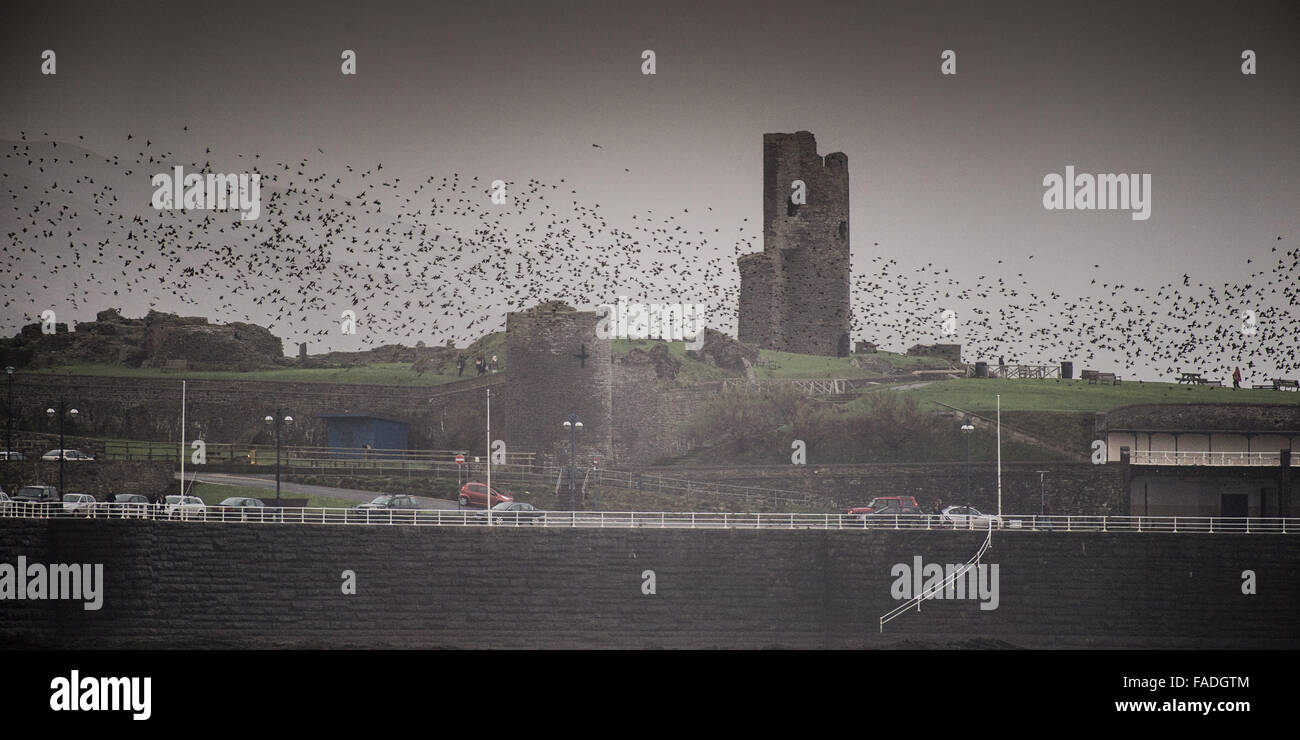 Aberystwyth Wales UK, Sunday 27 December 2015 A murmuration of ...