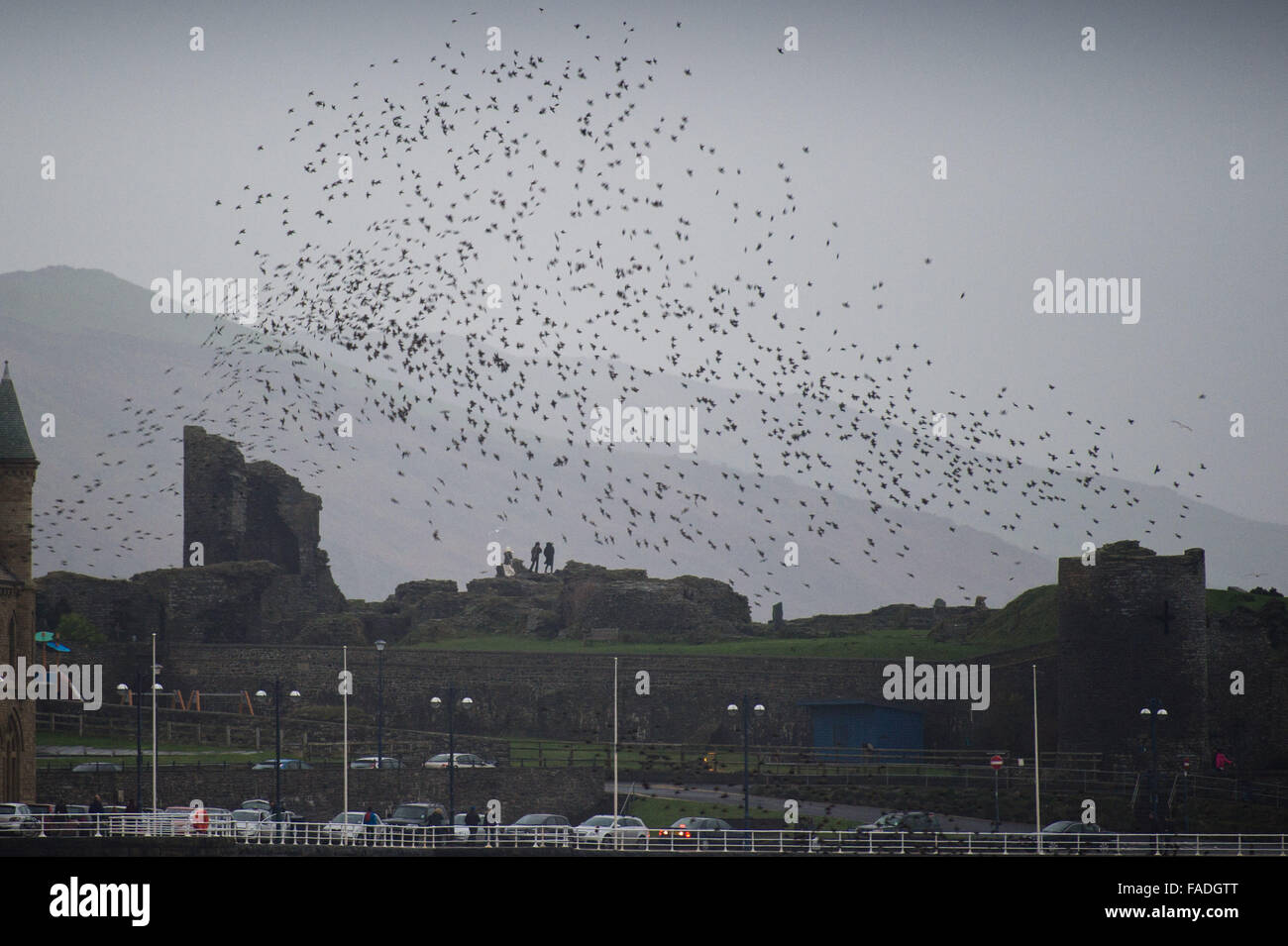 Aberystwyth Wales UK, Sunday 27 December 2015 A murmuration of ...