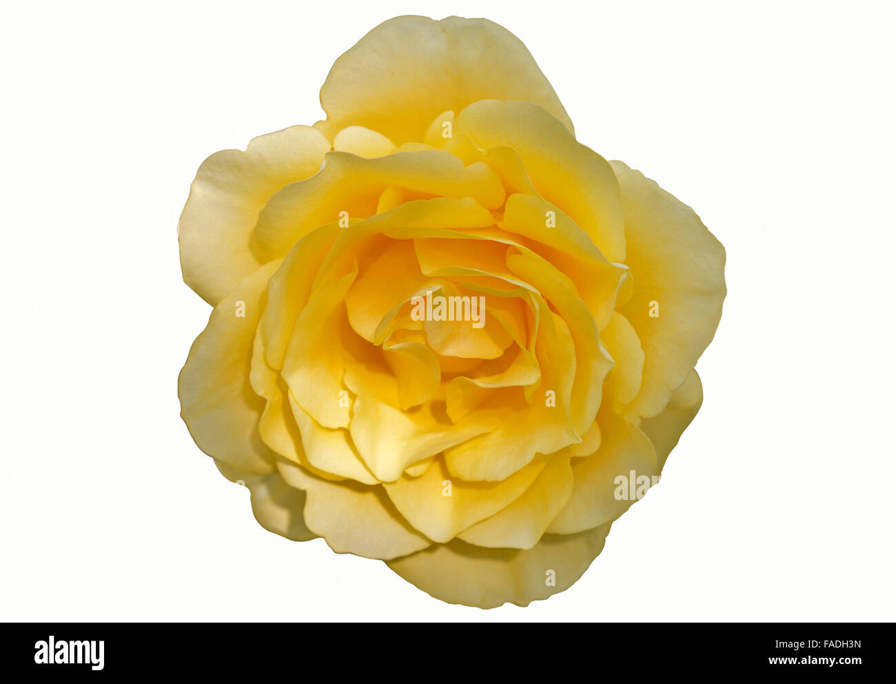 Yellow bright rose flower closeup isolated on white Stock Photo - Alamy