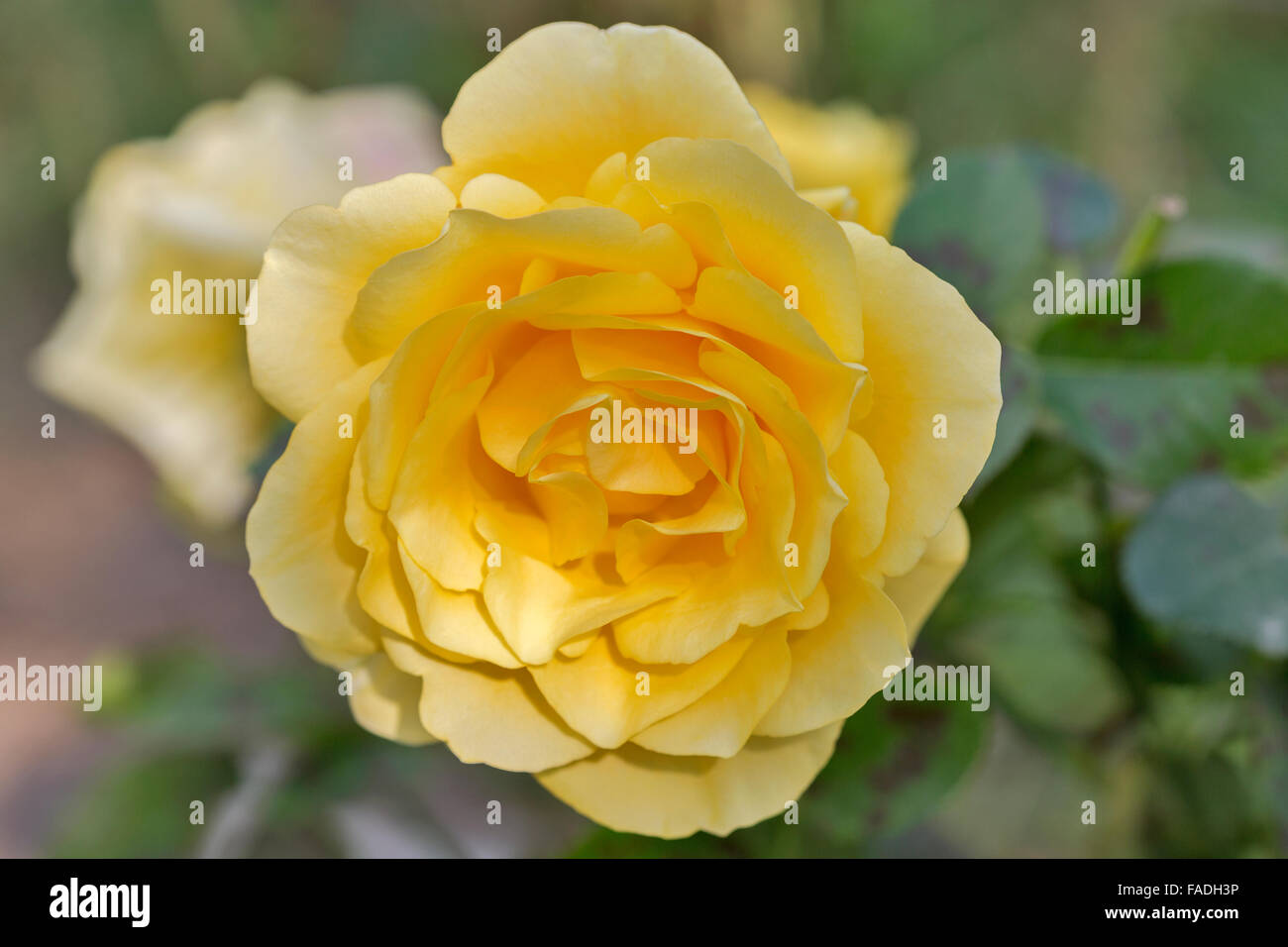 Yellow bright rose flower closeup in the garden Stock Photo - Alamy