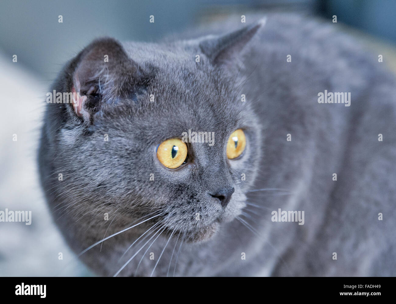 Scottish purebred gray cat portrait closeup Stock Photo - Alamy