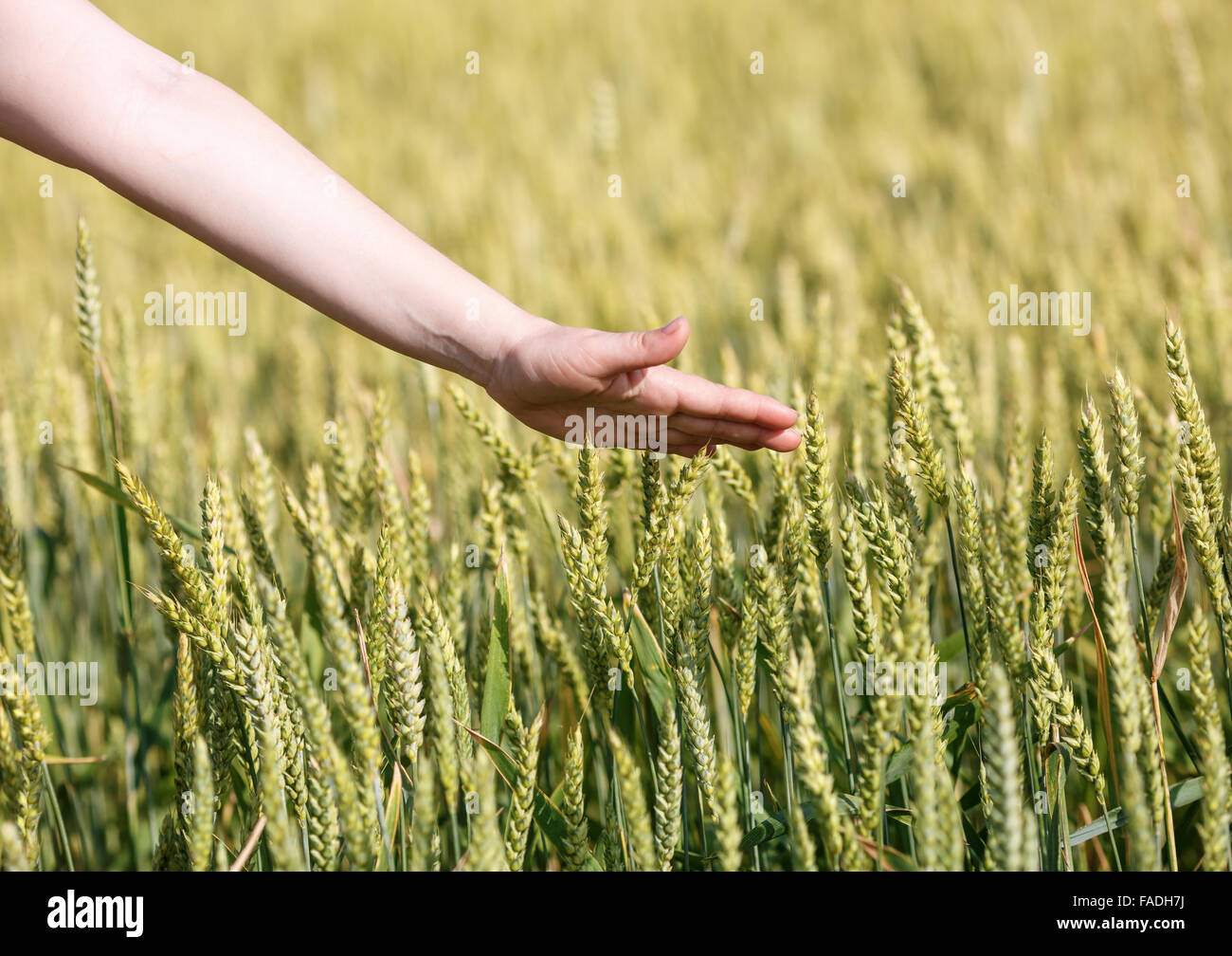 Woman's hand touches the ears of grain cereals. Selective focus Stock ...