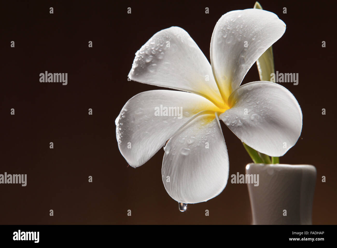 White frangipani hi-res stock photography and images - Alamy